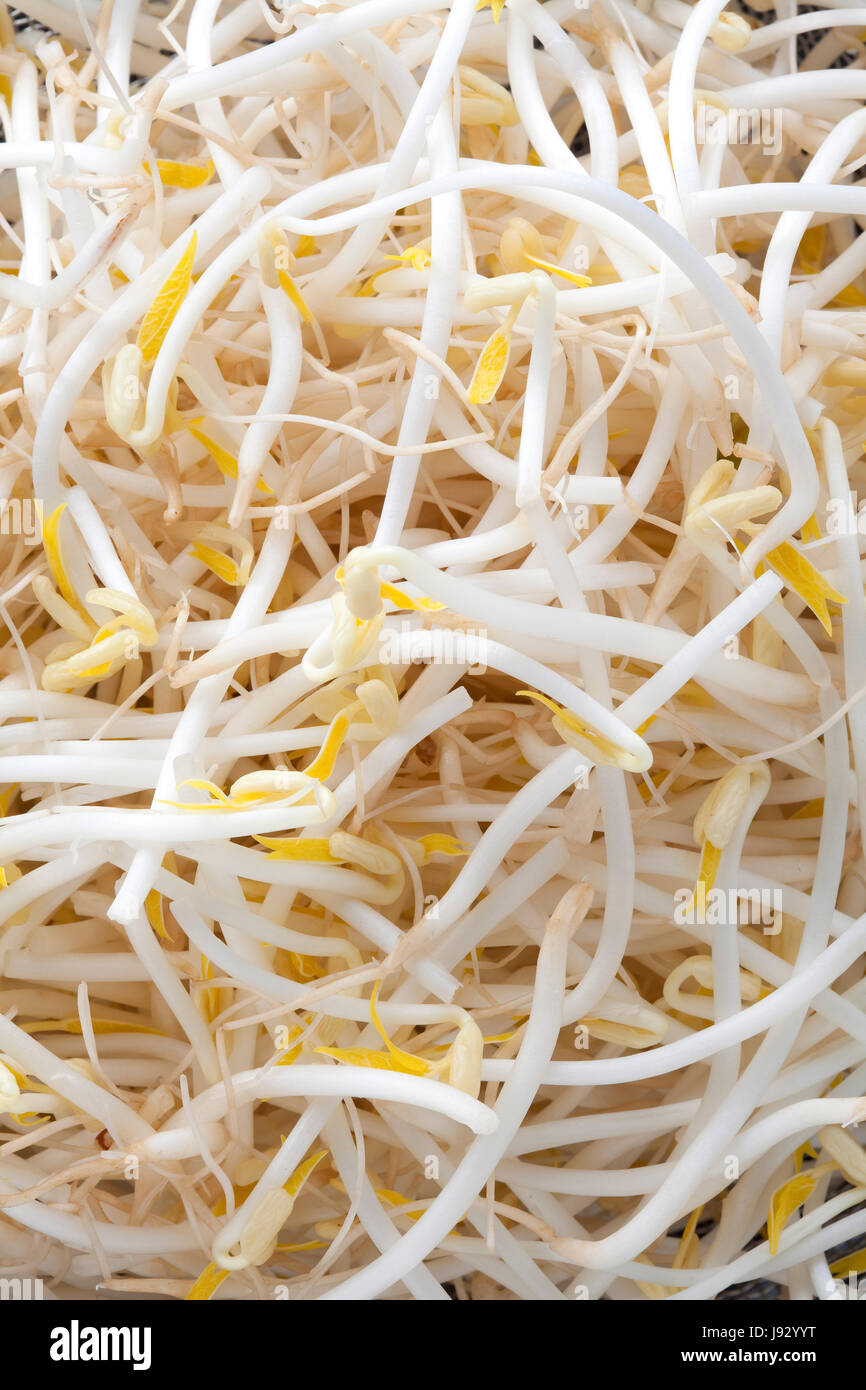 food, aliment, vegetable, soy, soya, soybean, sprout, bean, backdrop ...