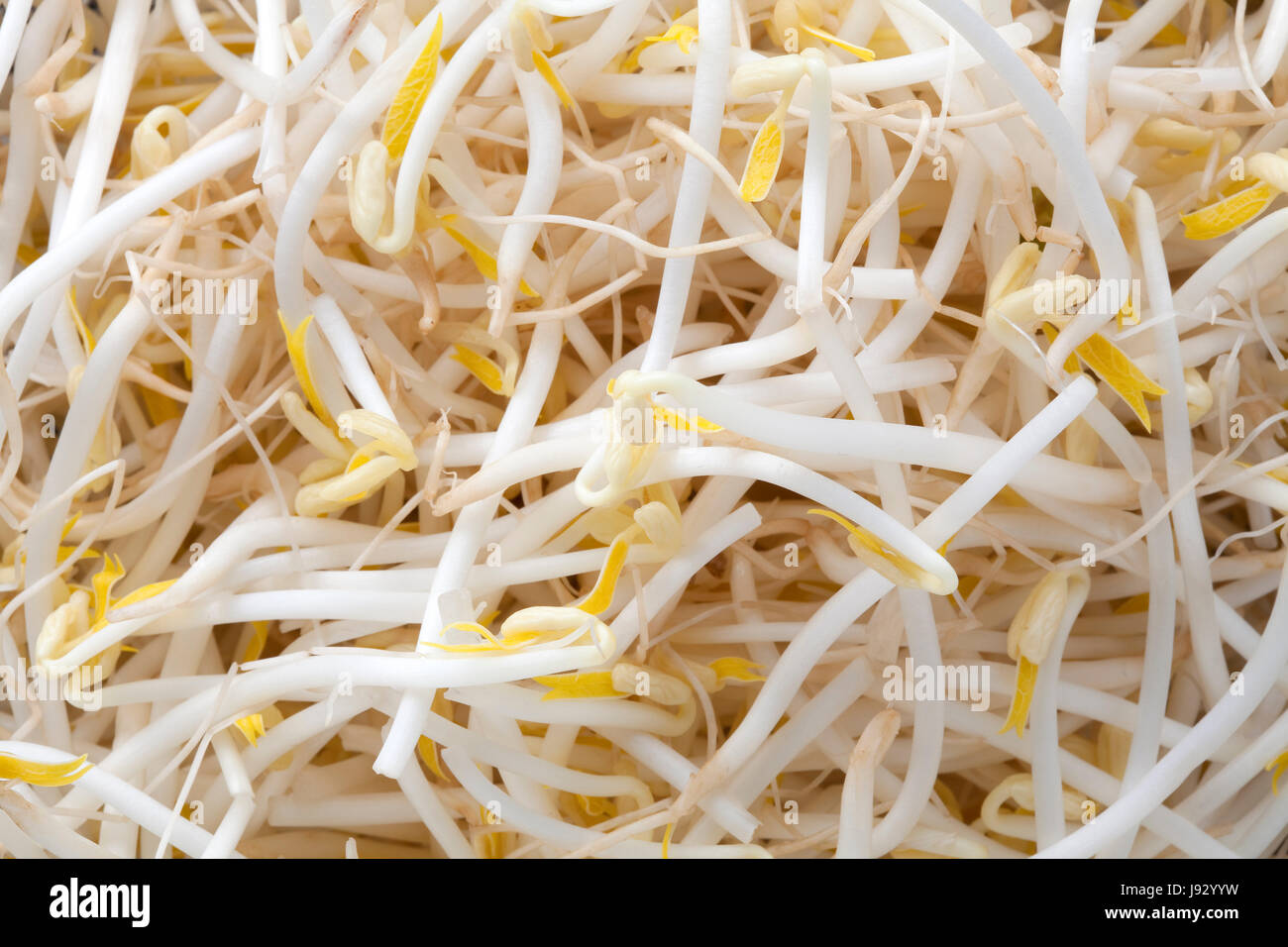 food, aliment, vegetable, soy, soya, soybean, sprout, bean, backdrop ...