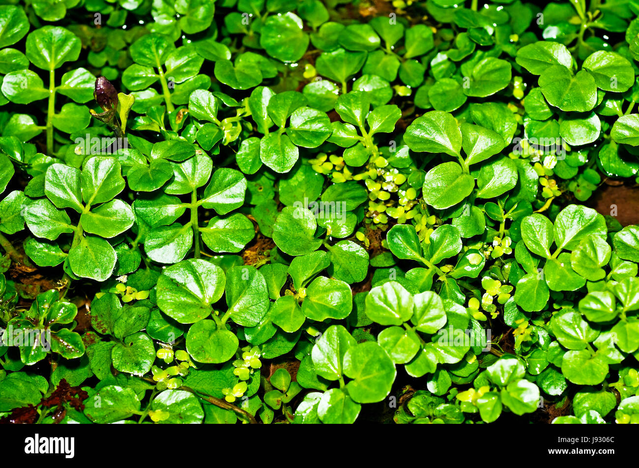 Water cress pond hi-res stock photography and images - Alamy