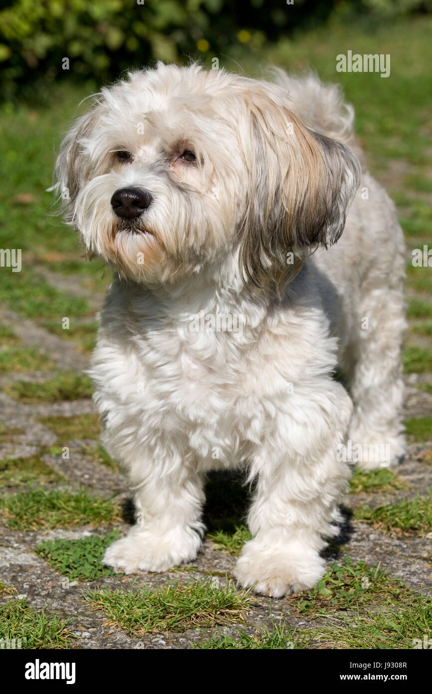 pet, animal portrait, dog, pedigree dog, animal, pet, animal portrait ...