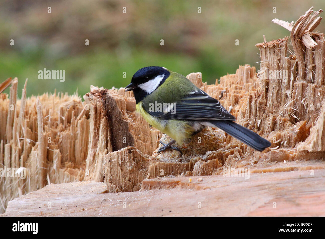 bird, birds, spring, feathering, titmouse, great titmouse, nature ...