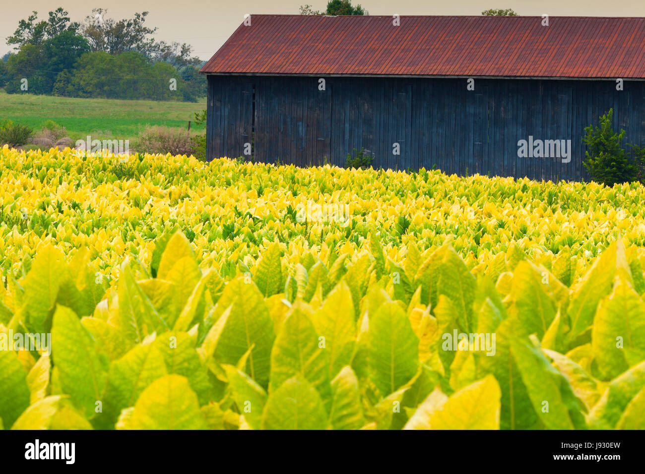 leaves, agriculture, farming, field, tobacco, barn, farm, country ...