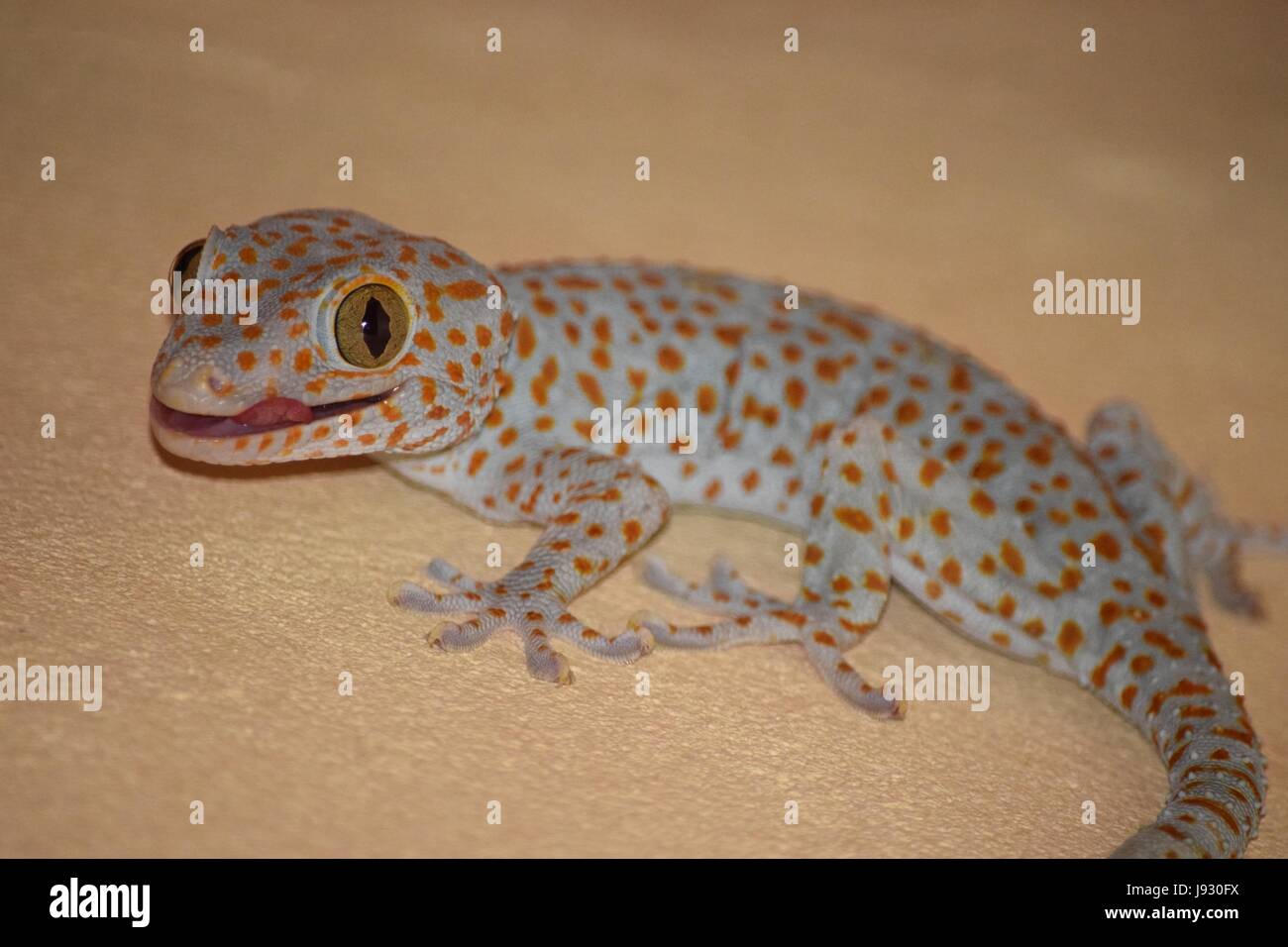 Tokay gecko gekko close hi-res stock photography and images - Alamy