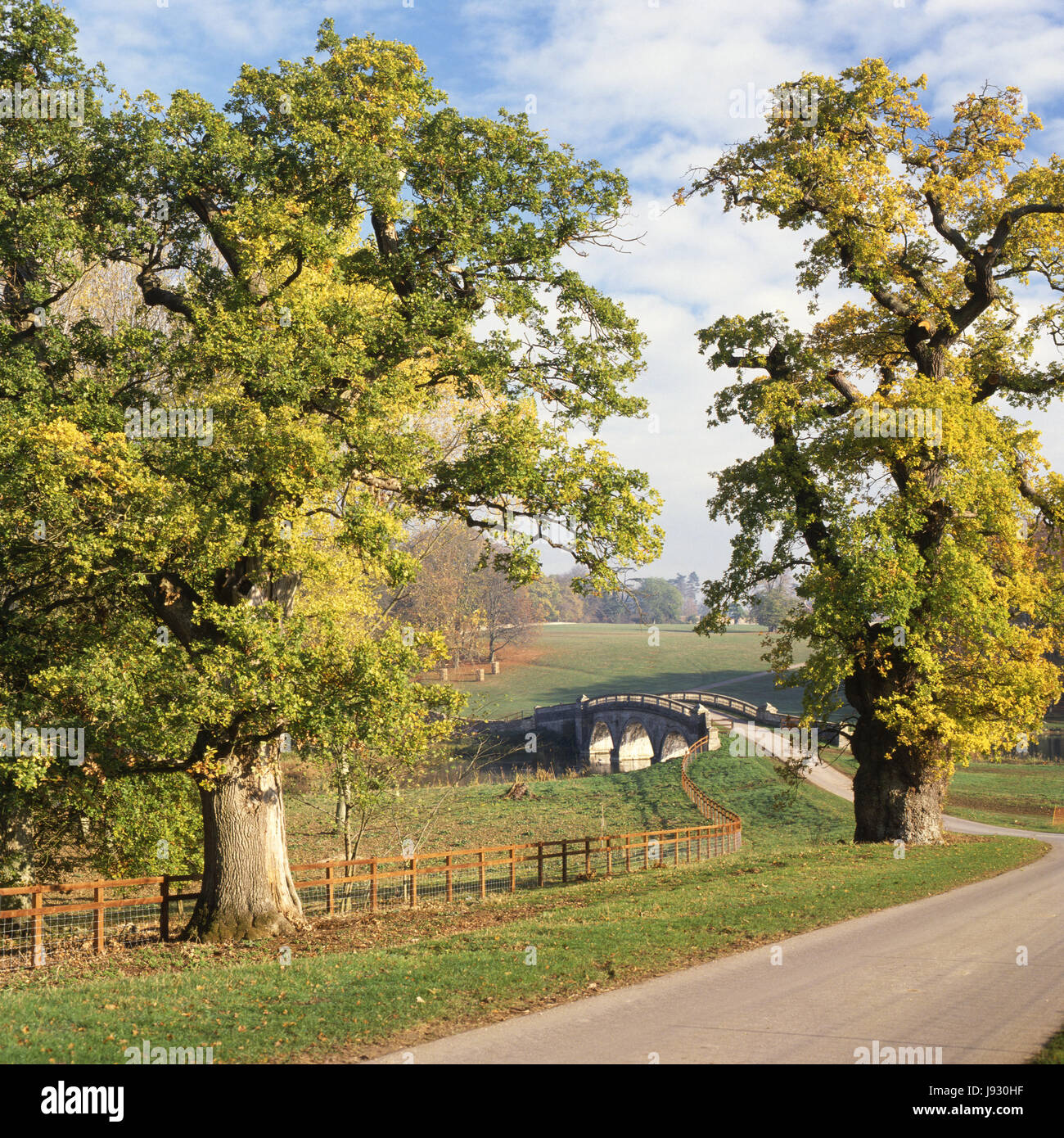 tree, oak, england, landscape, scenery, countryside, nature, road ...