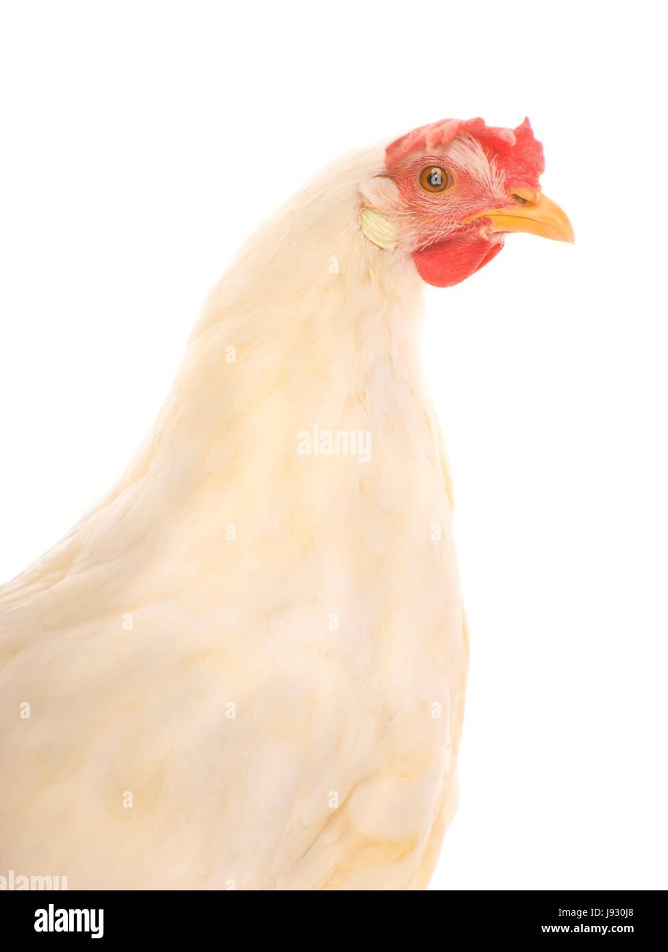bird, agriculture, farming, livestock, farm, poultry, chicken, animal ...