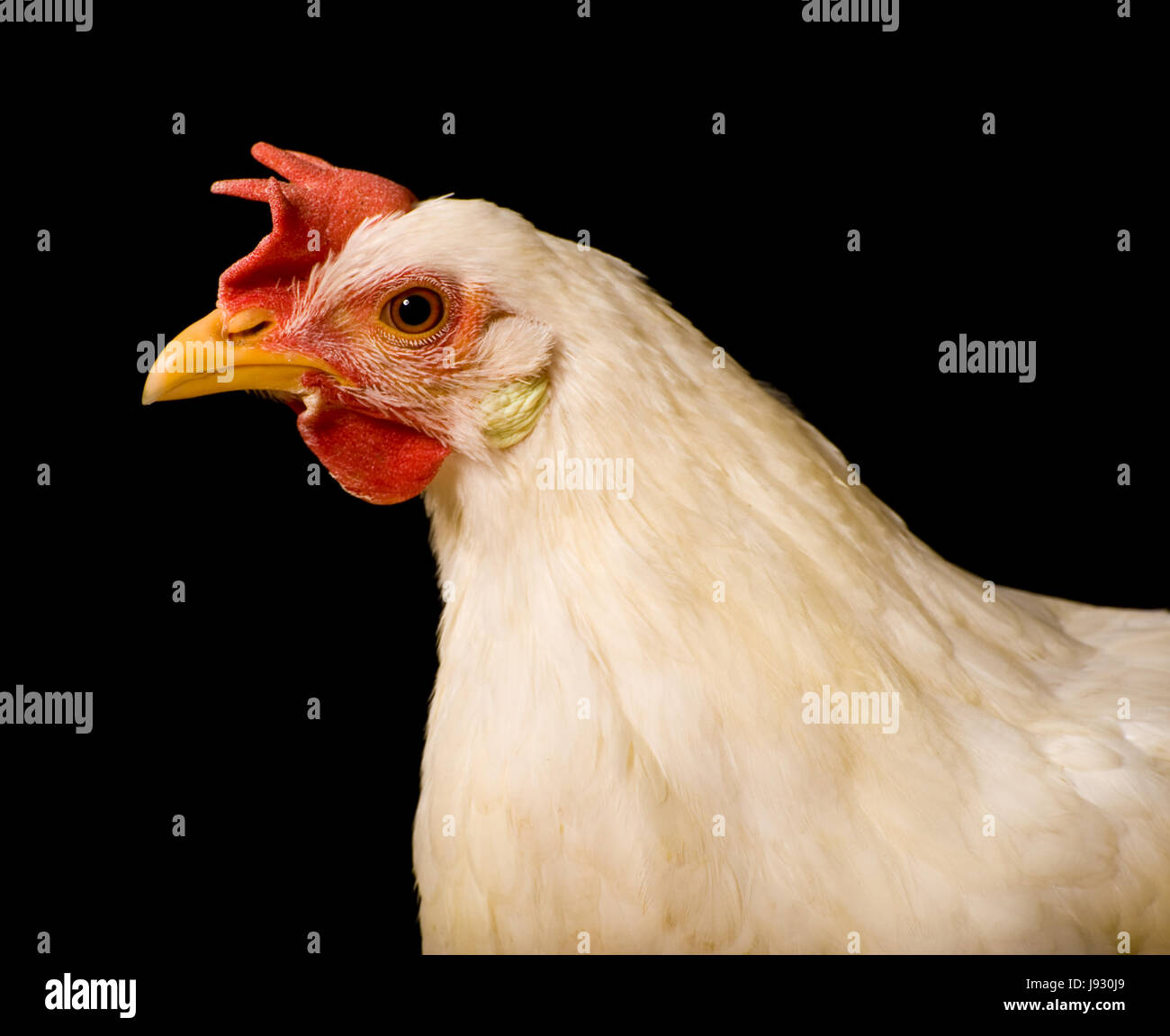 animal, bird, agriculture, farming, livestock, farm, poultry, chicken ...