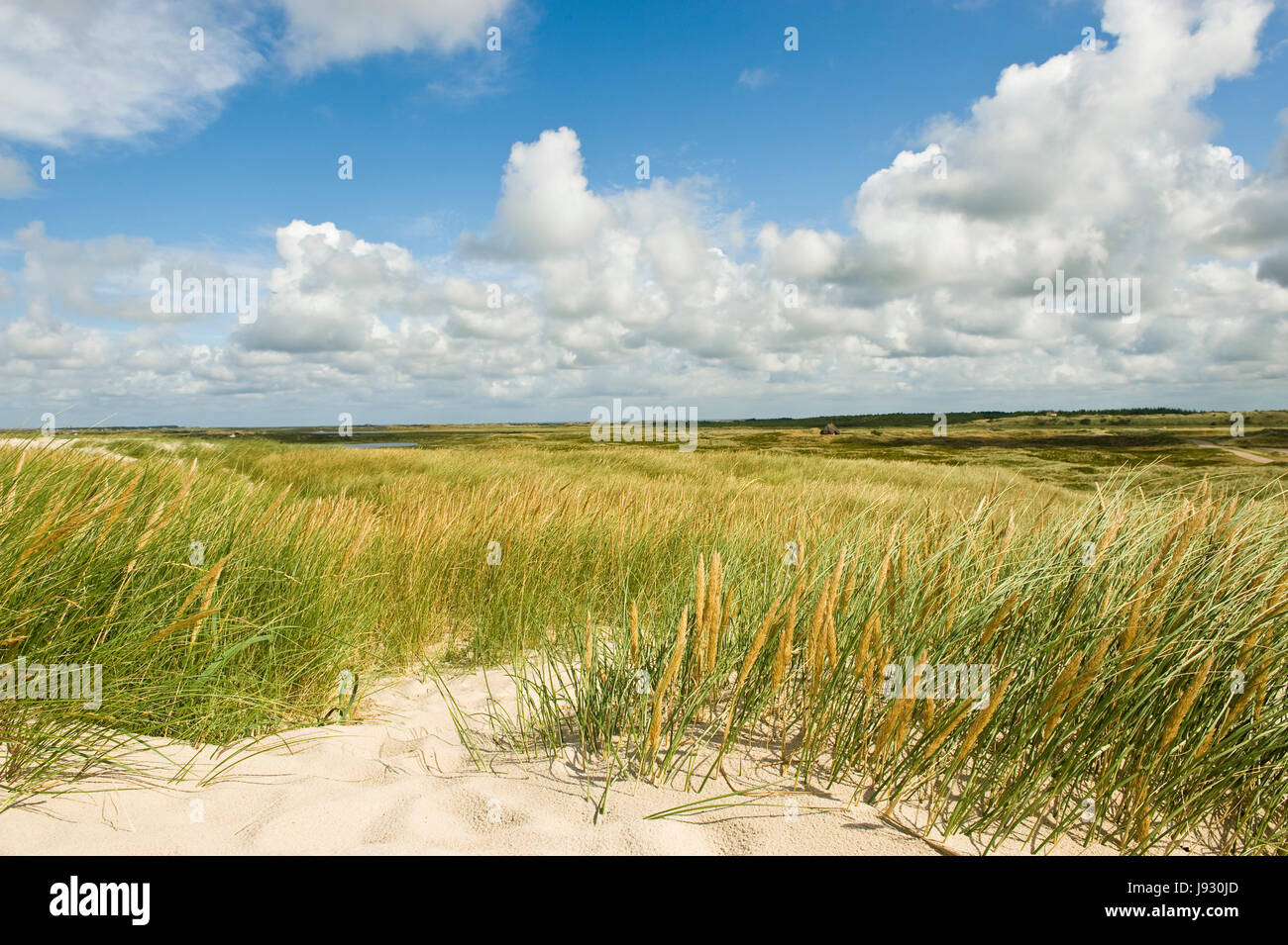 beach, seaside, the beach, seashore, summer, summerly, denmark ...