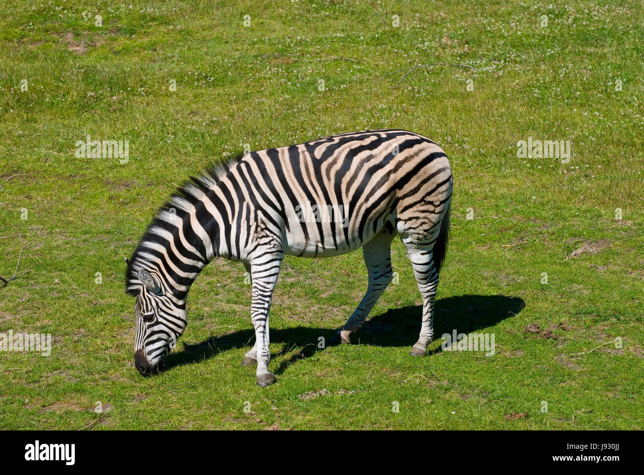 animal, mammal, zoo, zebra, wildlife, African, big, large, enormous ...