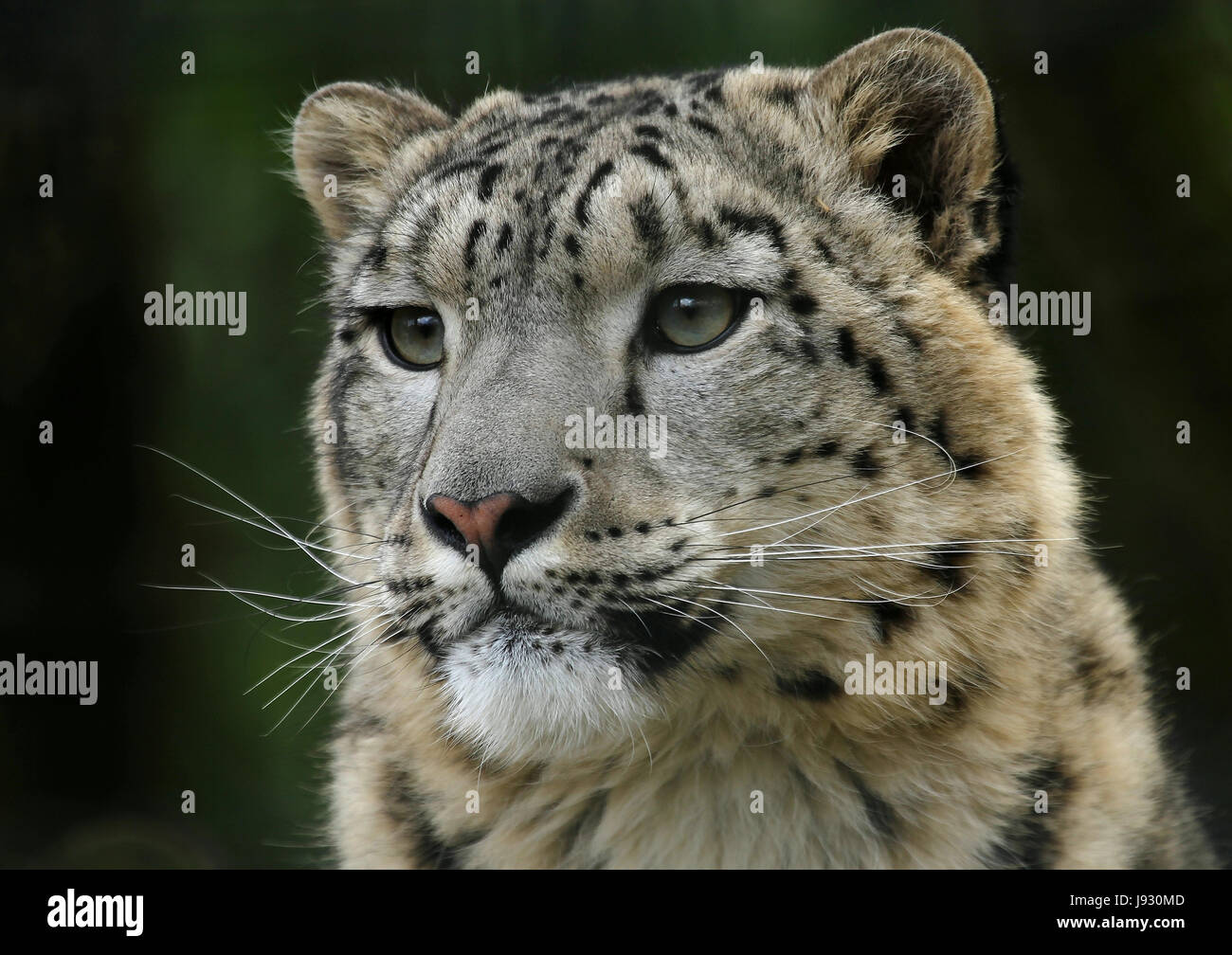 mammal, lone wolf, portrait, big cat, feline predator, predator ...