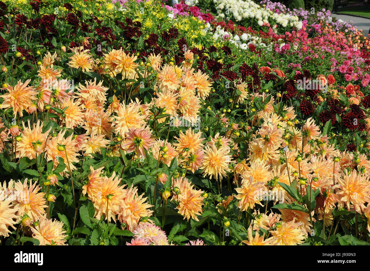 garden, flower, plant, bloom, blossom, flourish, flourishing, gardens ...