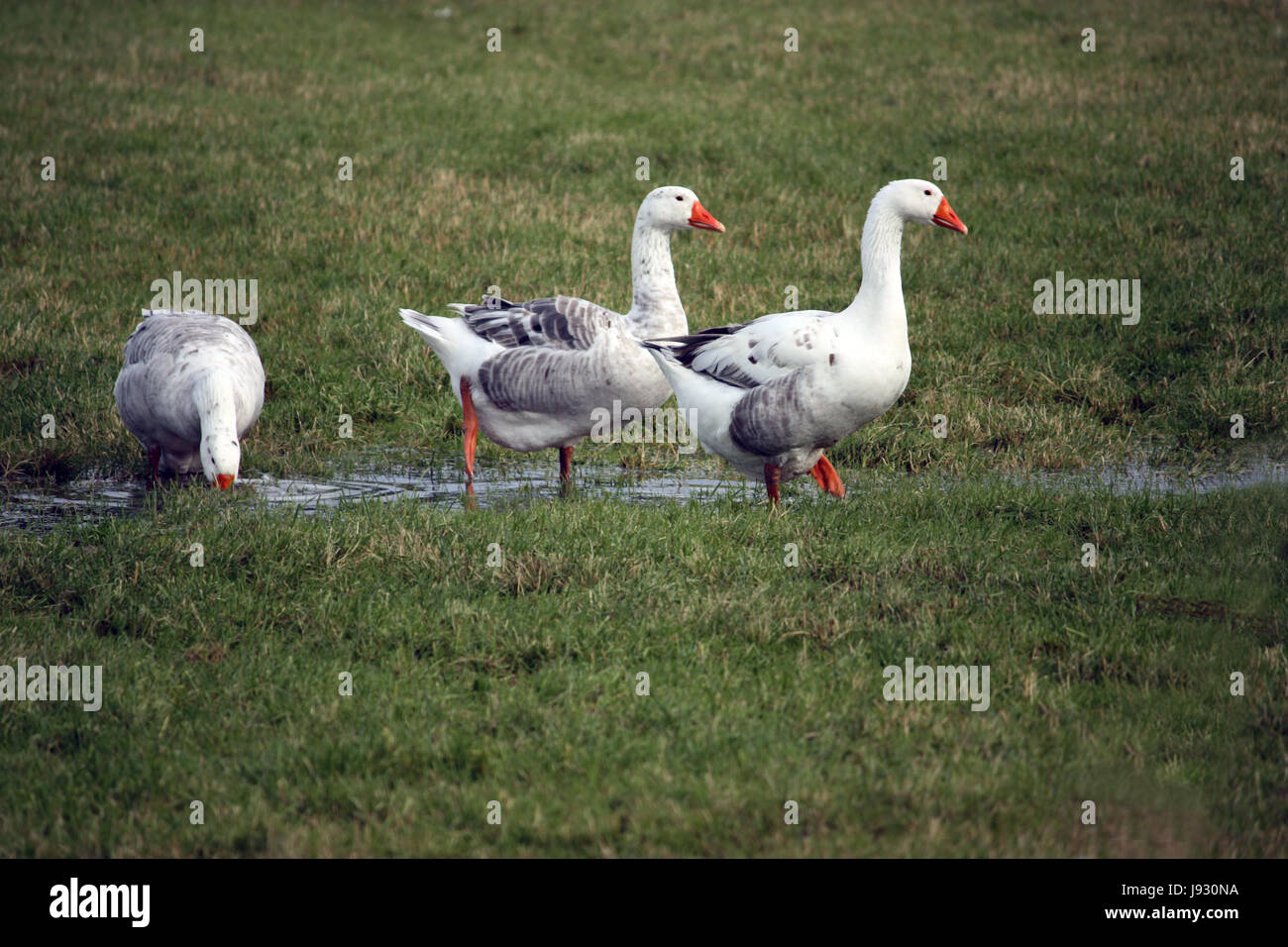 Kassettenbetten hi-res stock photography and images - Alamy