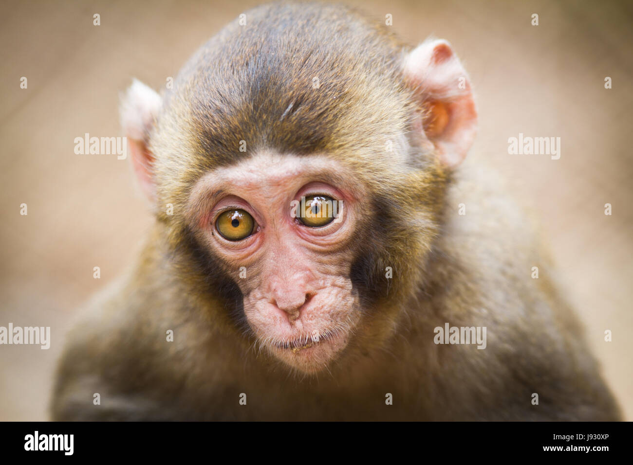 Darwin monkey hi-res stock photography and images - Alamy
