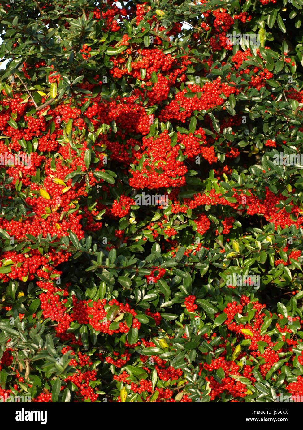 bushes, berries, firethorn, bushes, shrub, berries, firethorn ...