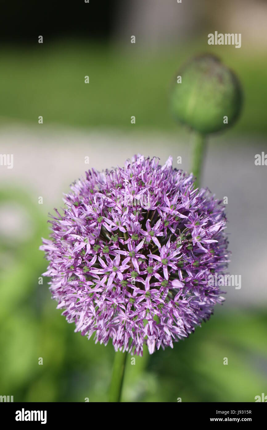 Allium gladiator bee hi-res stock photography and images - Alamy