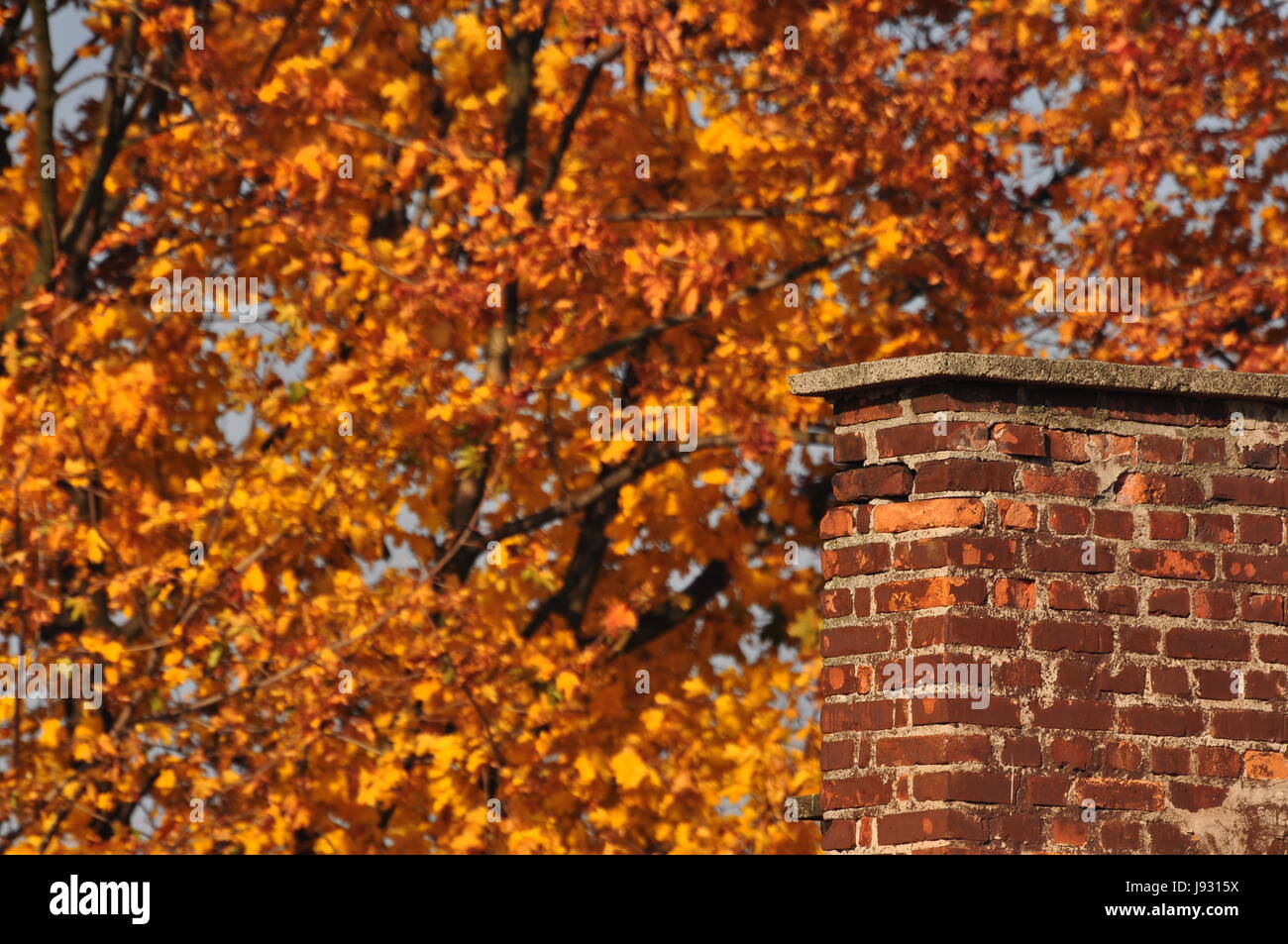 house, building, tree, trees, bloom, blossom, flourish, flourishing ...