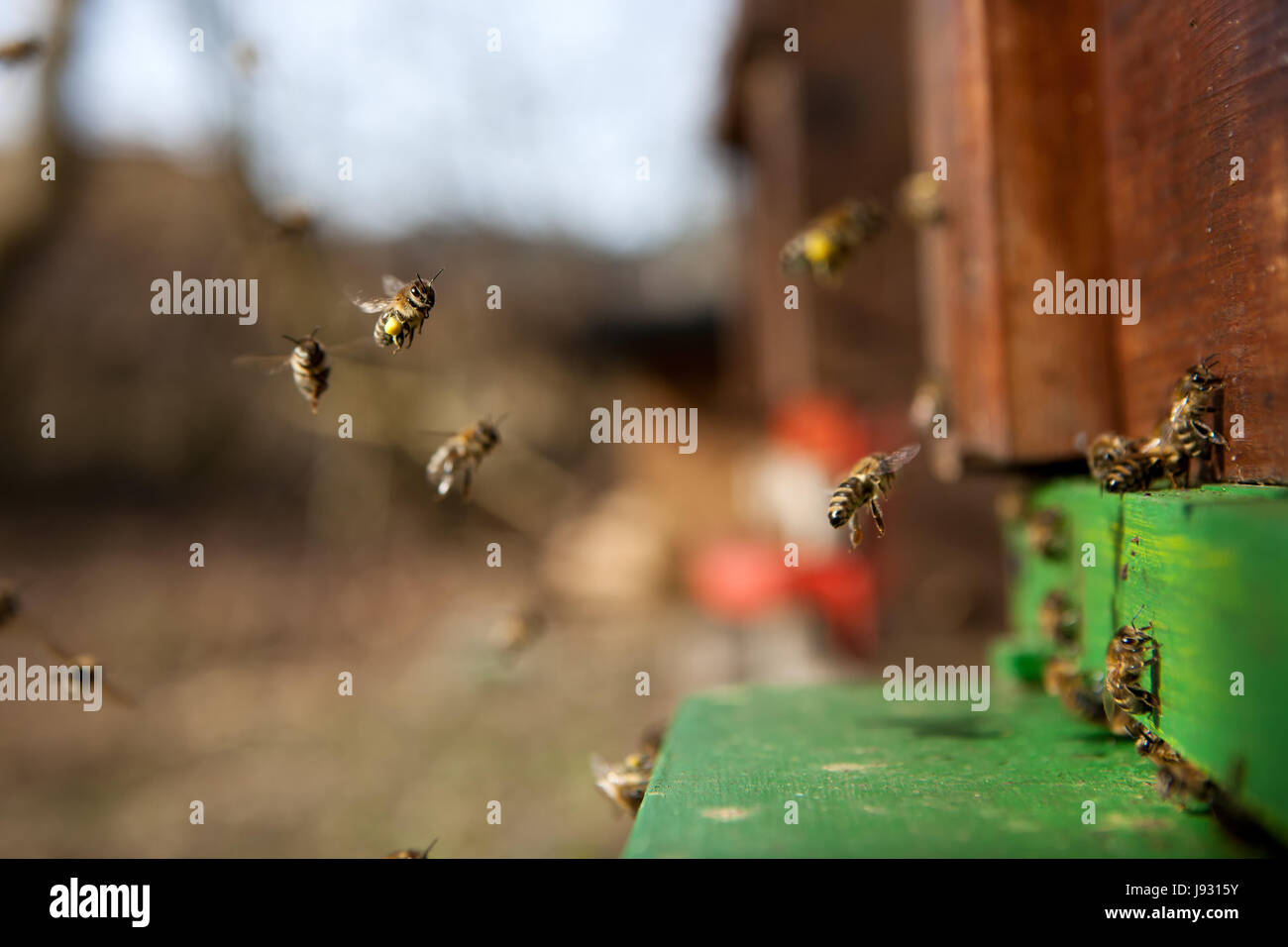 summer, summerly, bees, swarm, school, farm animal, apiary, enter ...