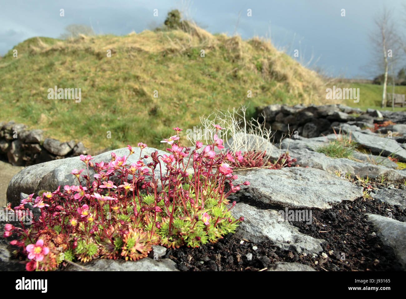 garden, bloom, blossom, flourish, flourishing, spring, blooming ...