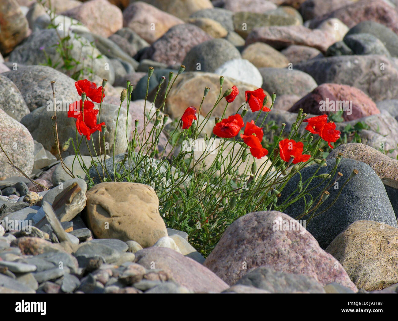stone, beach, seaside, the beach, seashore, poppy, poppies, stony ...