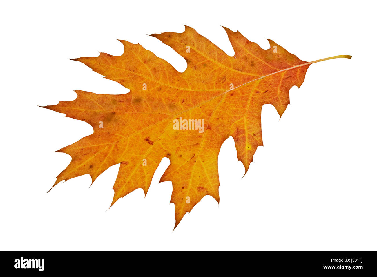 September colour Cut Out Stock Images & Pictures - Alamy