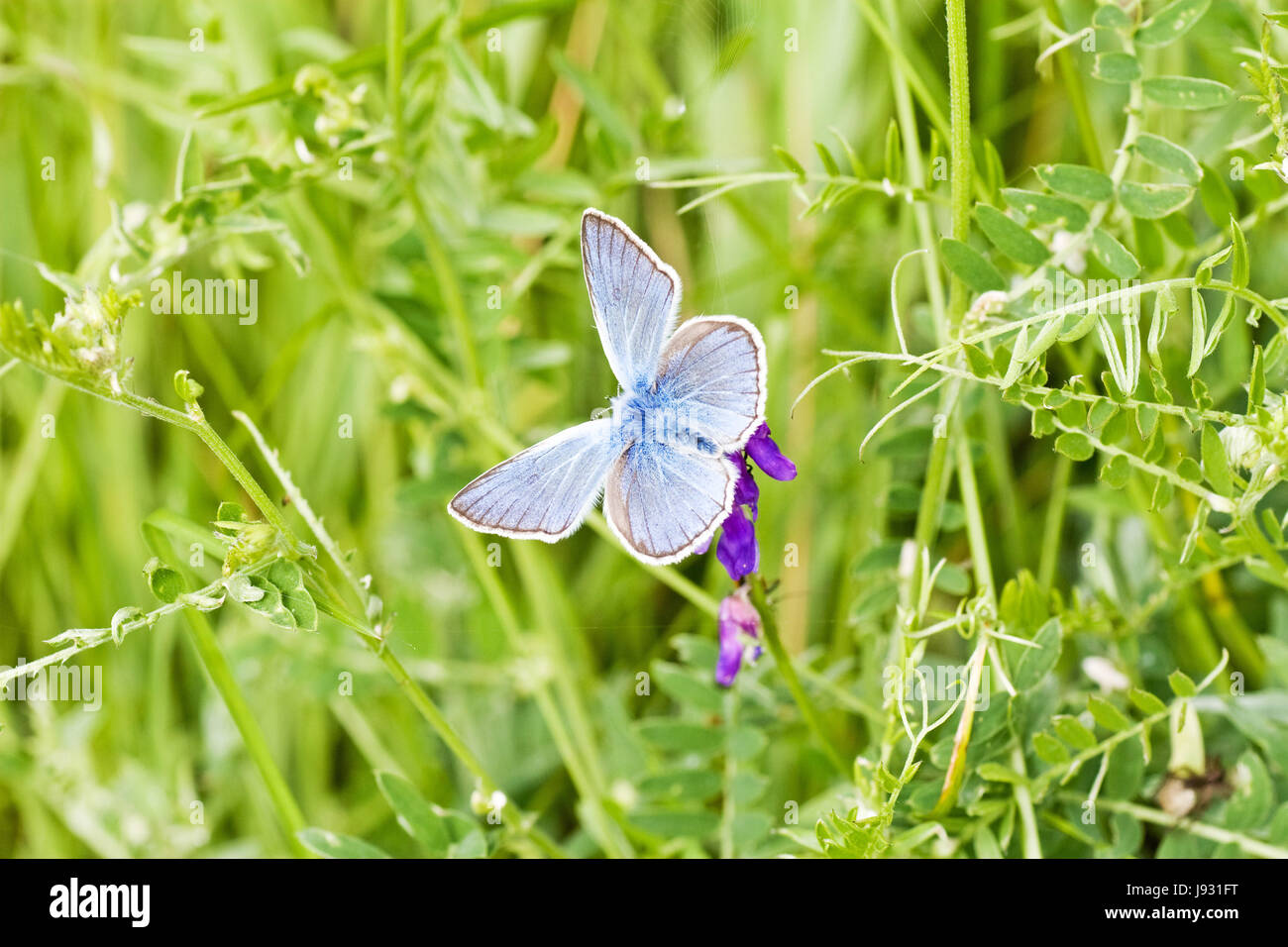 insect, fauna, butterfly, flora, summer, summerly, bug, organism ...