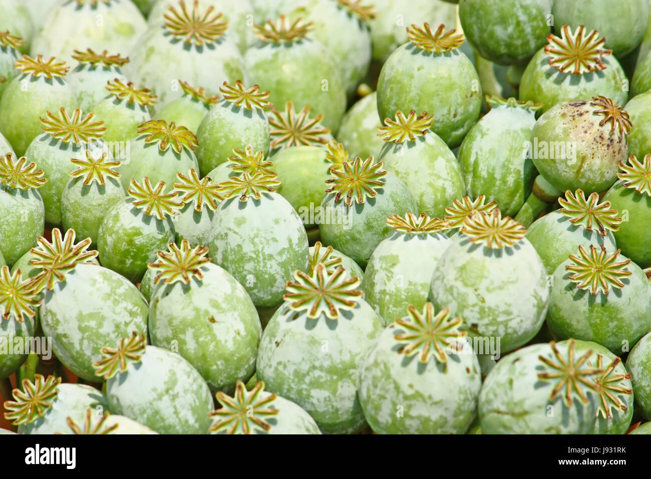 food, aliment, harvest, poppy, cocoon, seed, capsule, plant, nature ...