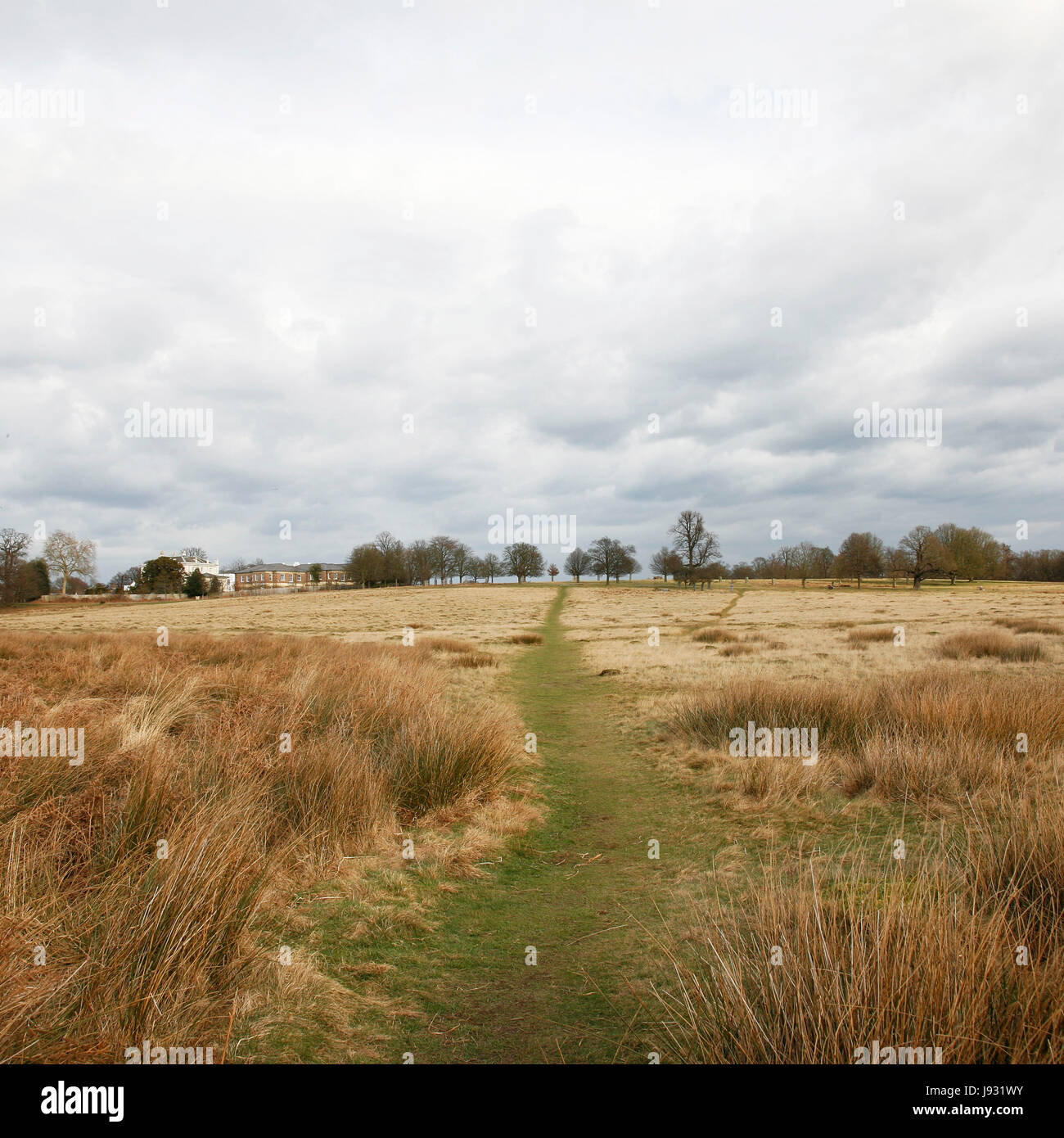 tree, park, field, europe, dramatic, outdoor, london, england, cloudy ...