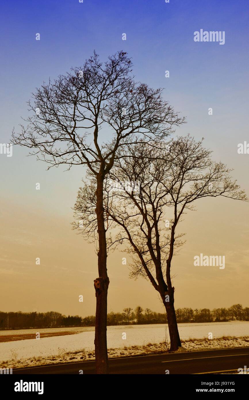 tree, trees, winter, trunk, branches, acre, street, road, scenery ...