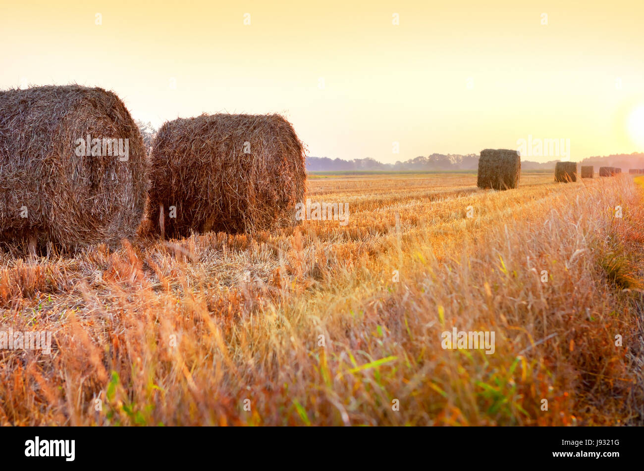 sunset, field, sunrise, harvest, hay, harvested, harvesting, shine ...
