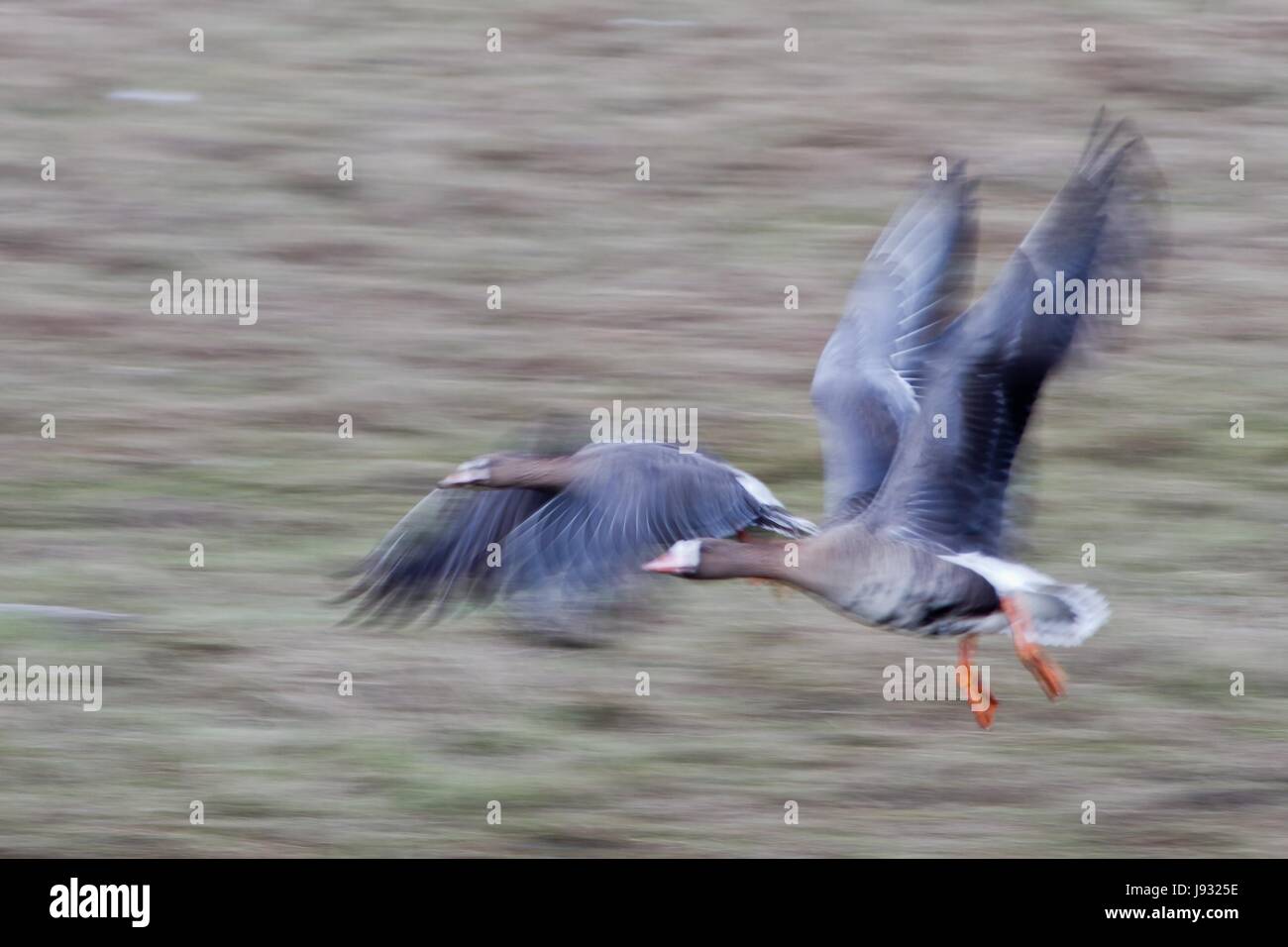 flight, bird, birds, geese, free, goose, brant, fly, flies, flys ...