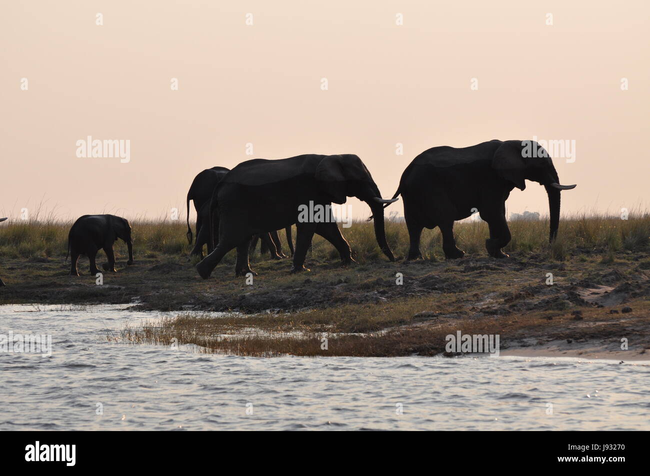 elephants in chobe national park Stock Photo - Alamy