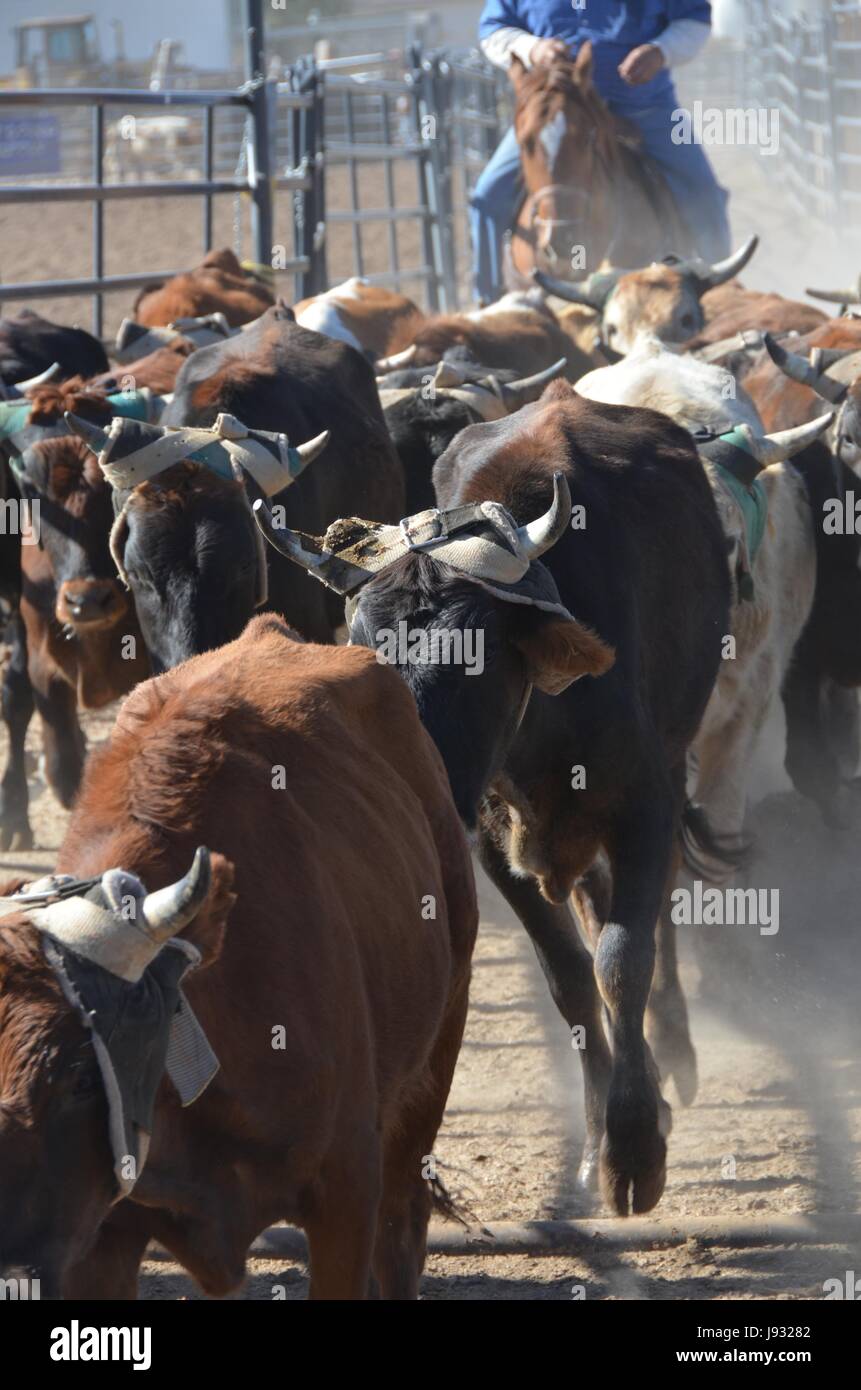 usa, cow, cowboy, cattle, drive, horse, animals, agriculture, farming ...