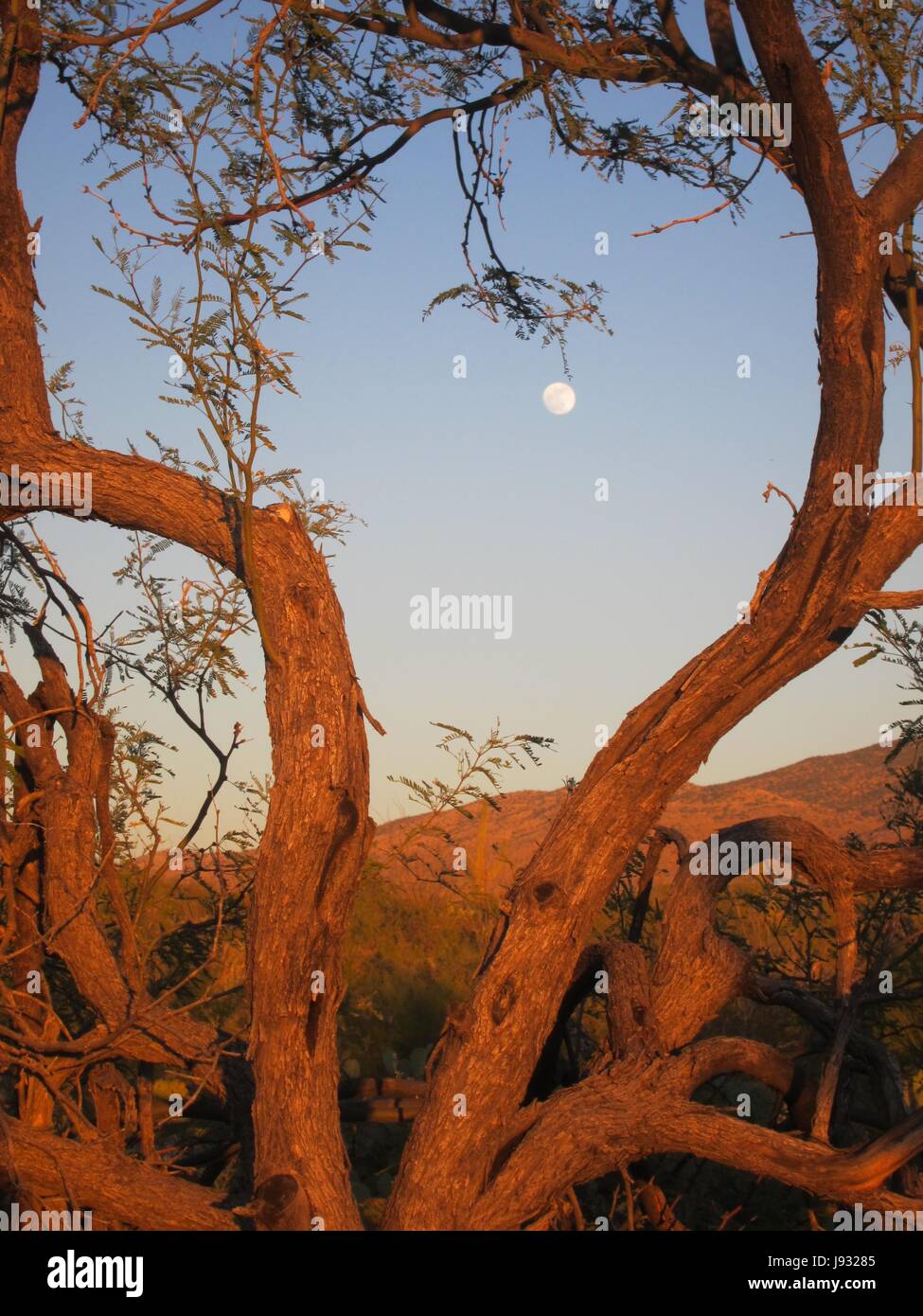 mountains, arizona, landscape, scenery, countryside, nature, beautiful ...