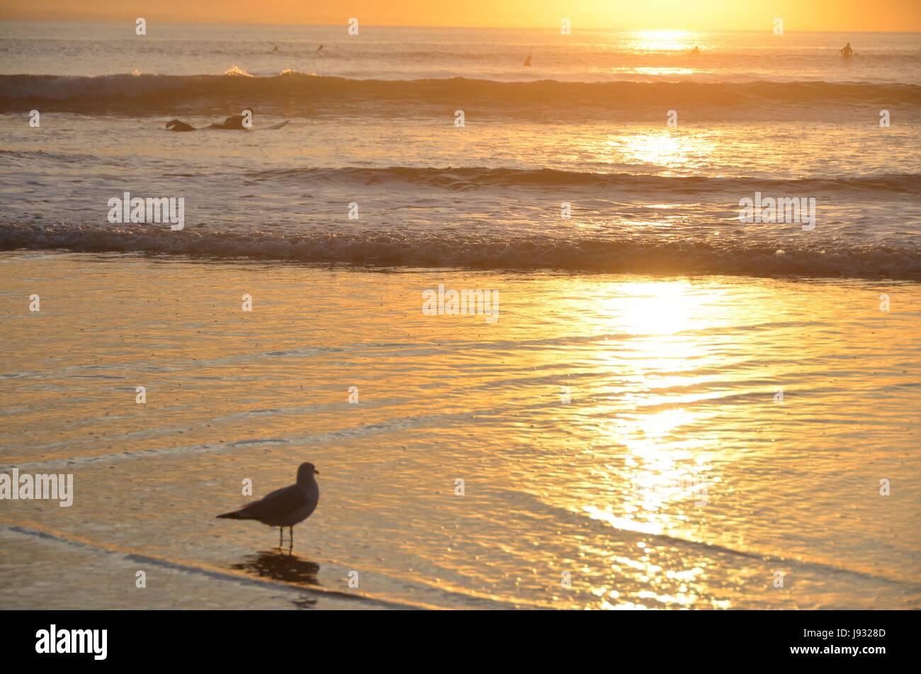 beach, seaside, the beach, seashore, island, hawaii, isle, horizon ...