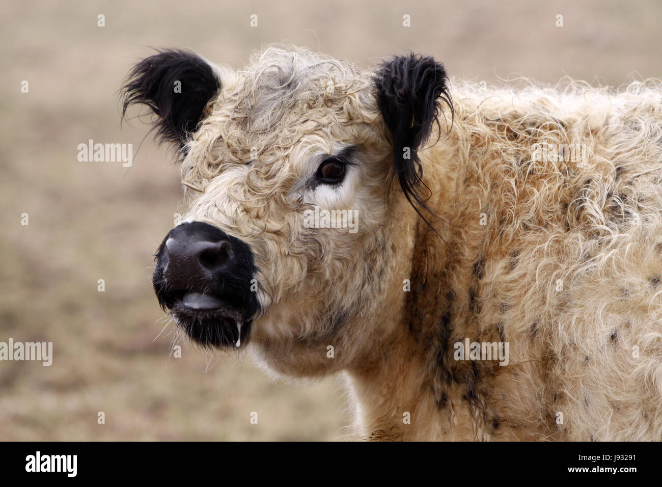 cow, bovine, cows, cattle, animal, mammal, animals, mammals, cow ...