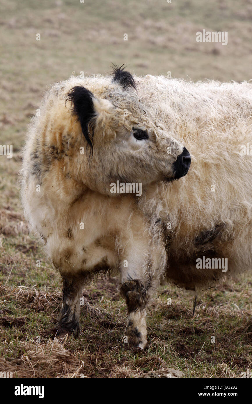 cow, bovine, cows, cattle, animal, mammal, animals, mammals, cow ...