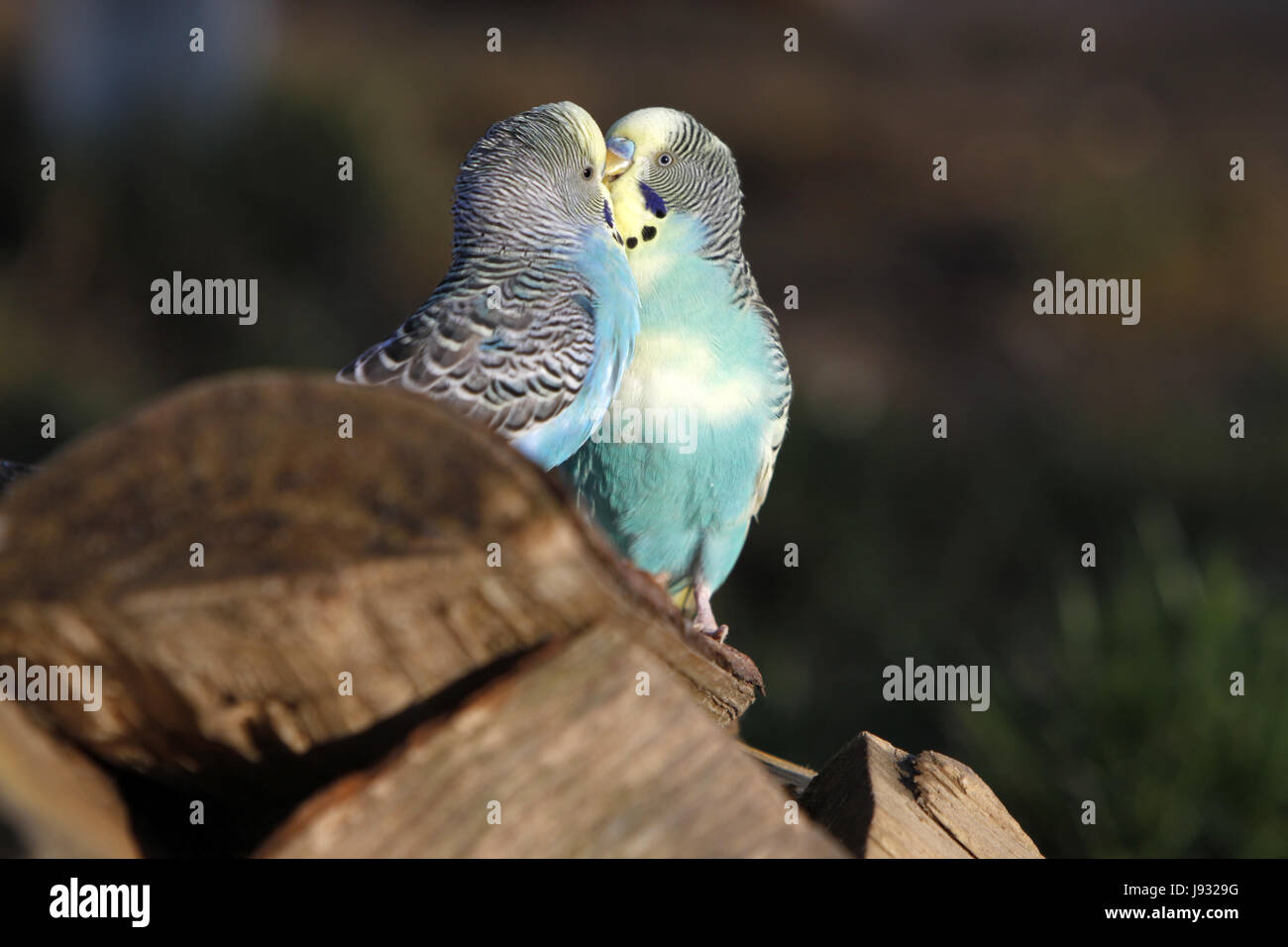 Budgies in flight hi-res stock photography and images - Alamy