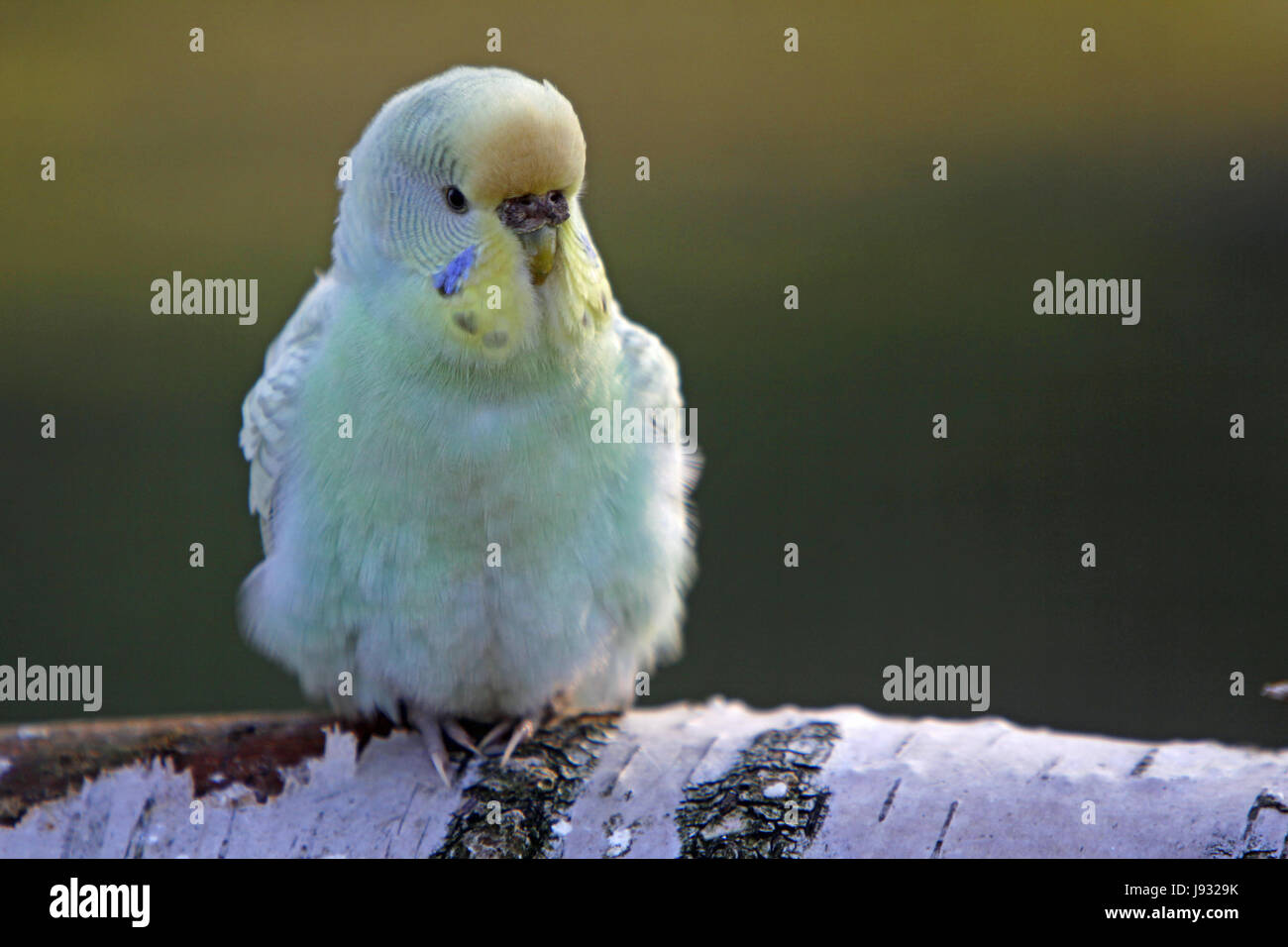 Budgies in flight hi-res stock photography and images - Alamy