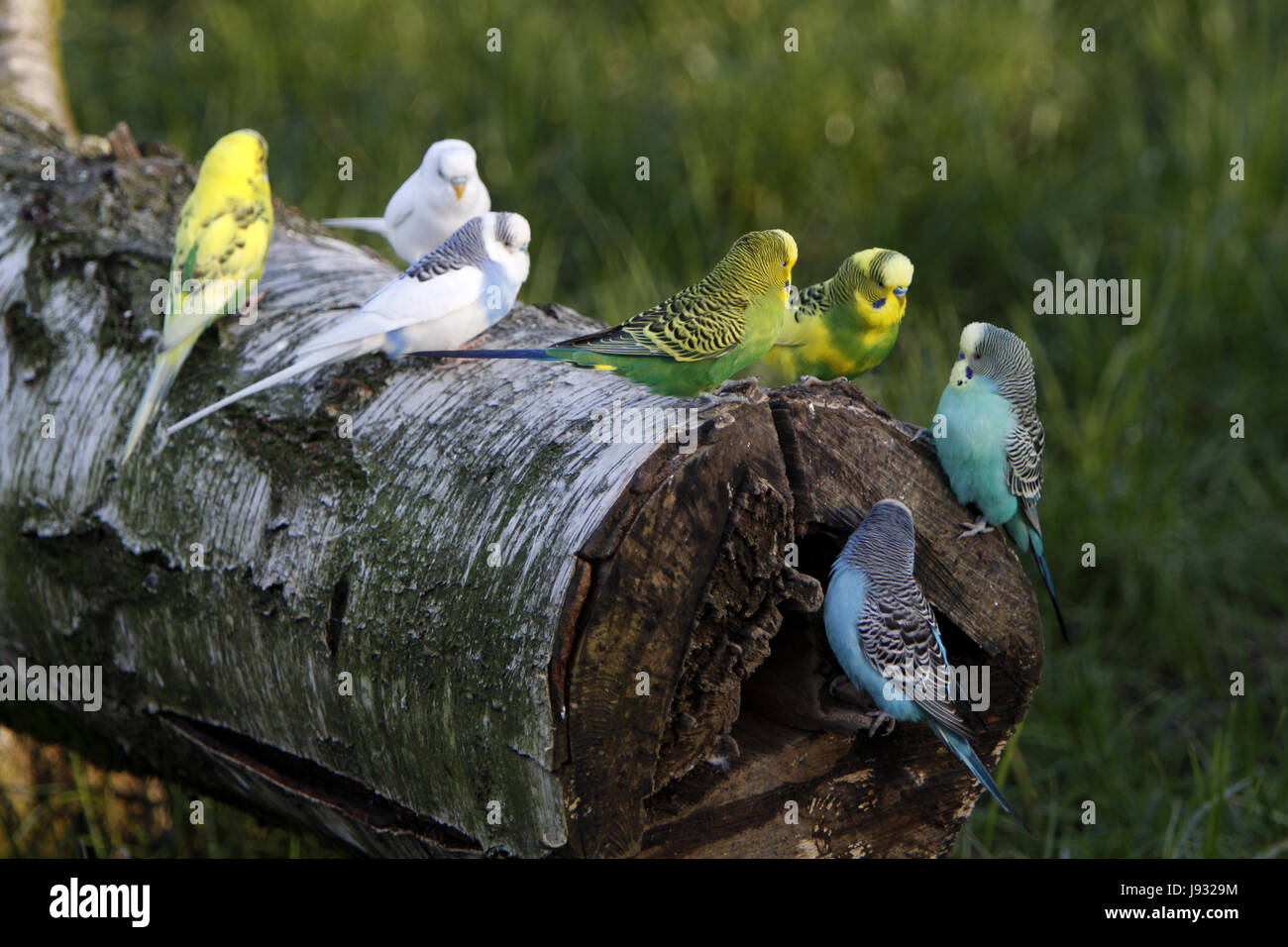 budgies in a free-flight aviary Stock Photo - Alamy