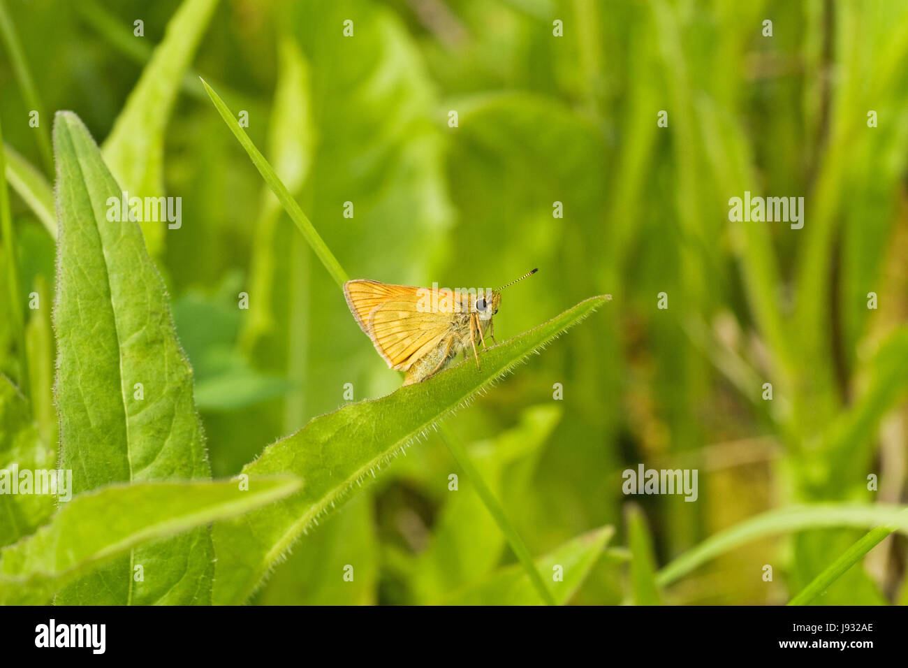 insect, fauna, butterfly, flora, summer, summerly, bug, organism ...