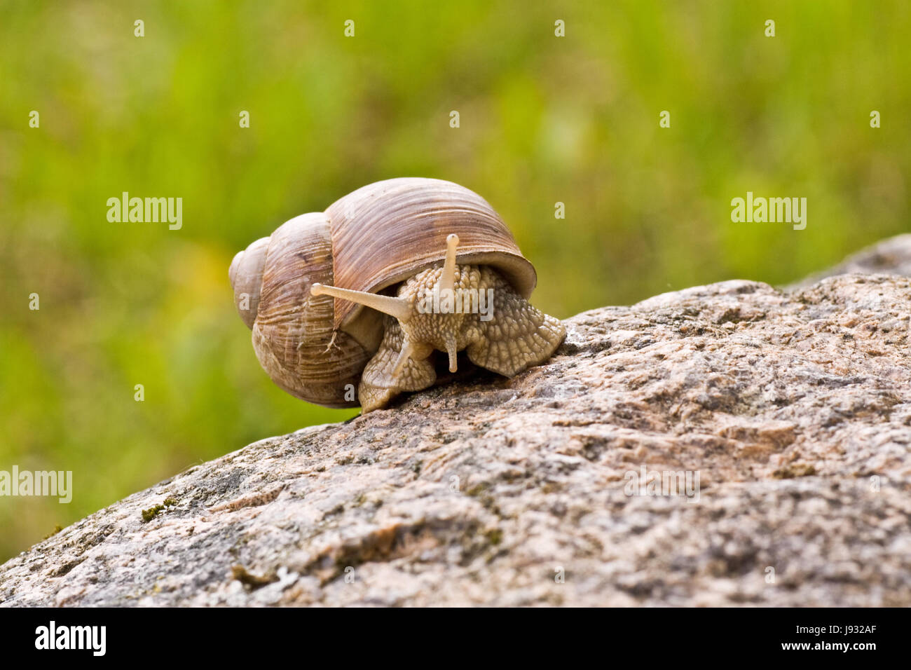 environment, enviroment, closeup, animal, scrabble, crawling, amphibian ...