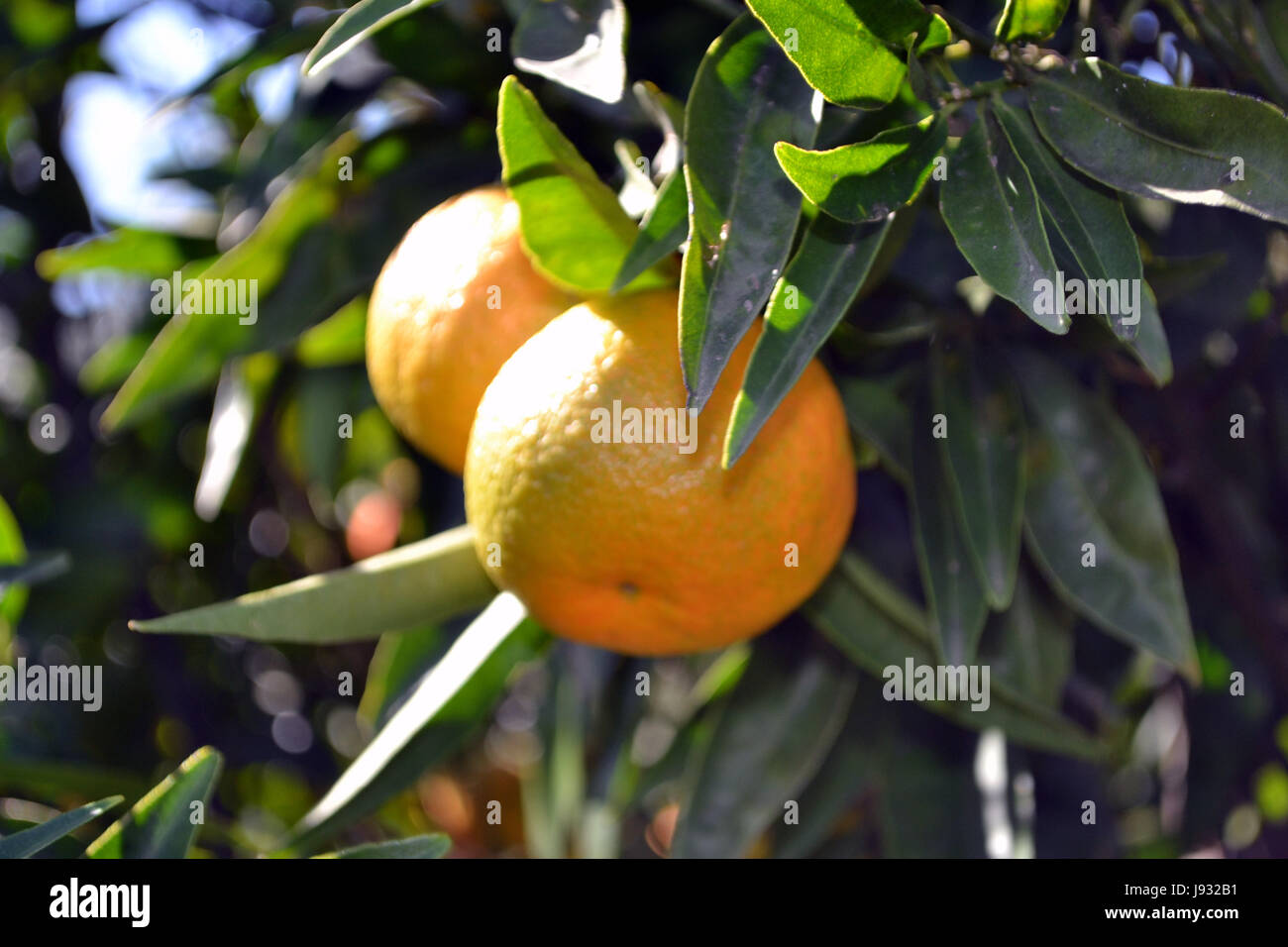 fruit-tree, tangerine, tangerines, citrus, orange, macro, close-up ...