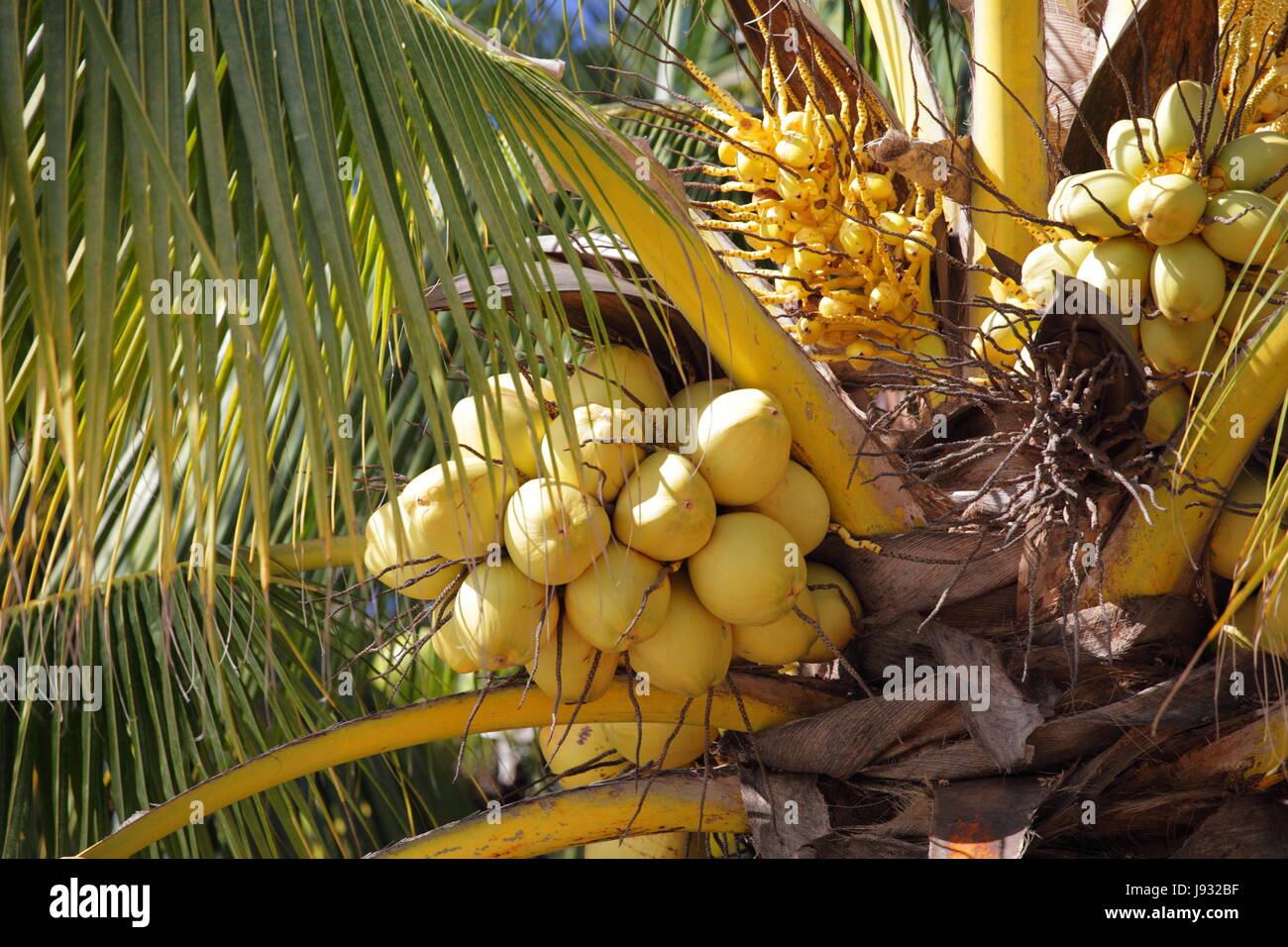 coconut tree tropical climate Stock Photo - Alamy