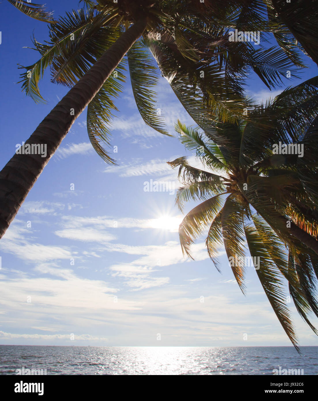 coconut tree tropical climate Stock Photo - Alamy