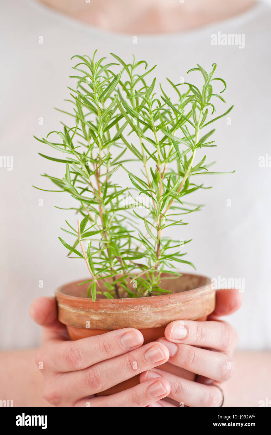 food, aliment, growth, gardening, pot, herb, rosemary, plant, woman ...