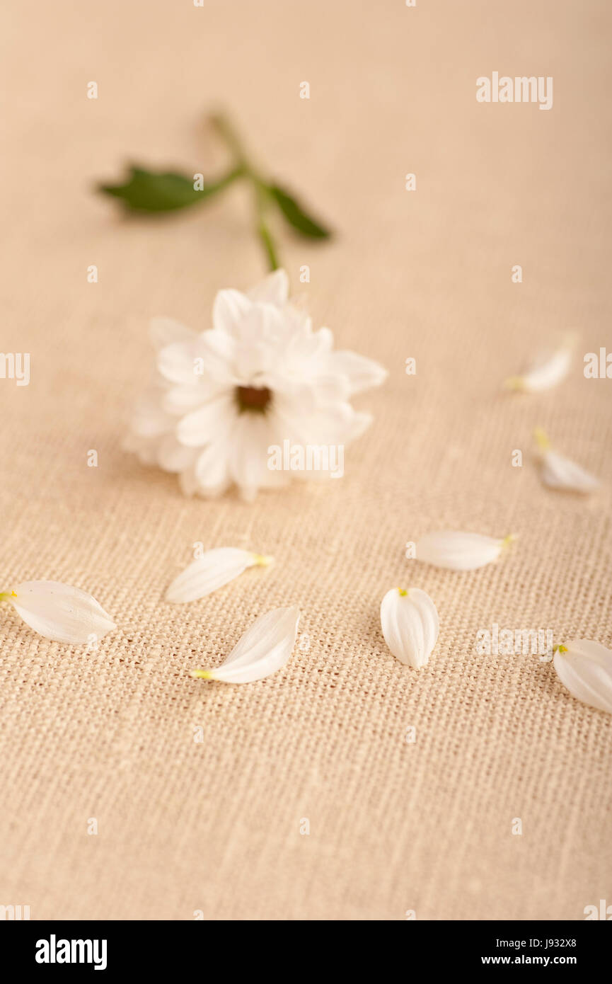 flower, plant, romantic, petals, loving, hope, hopeful, romance, love ...