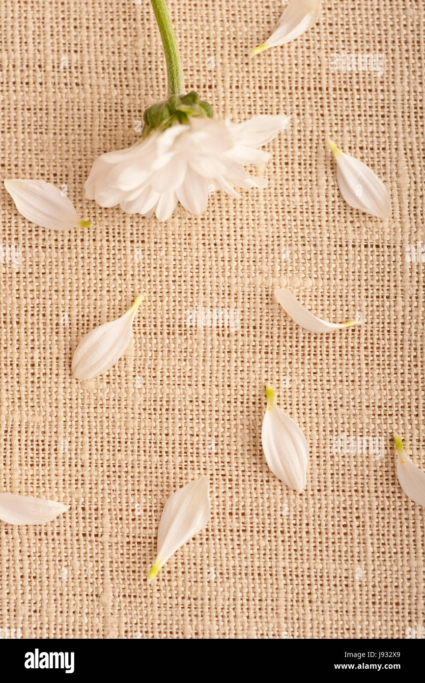 flower, plant, romantic, petals, loving, hope, hopeful, romance, love ...