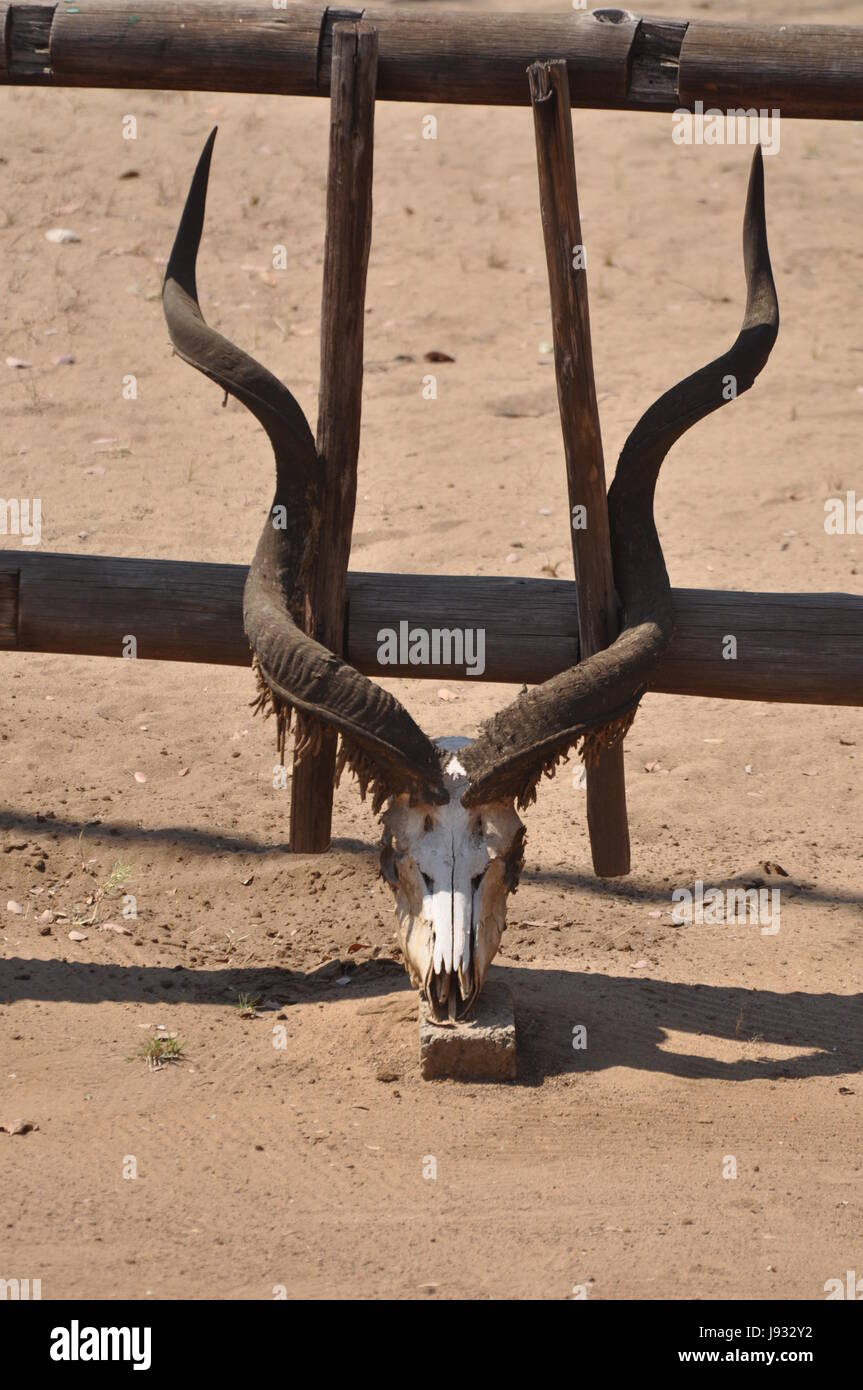 skull, farm, antelope, ranch, botswana, zimbabwe, hunting, chase, skull ...