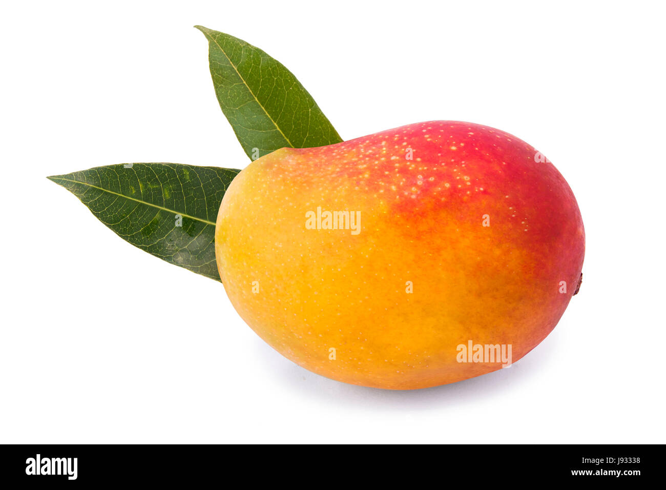 Fresh juicy mango fruit isolated on the white background. No people ...
