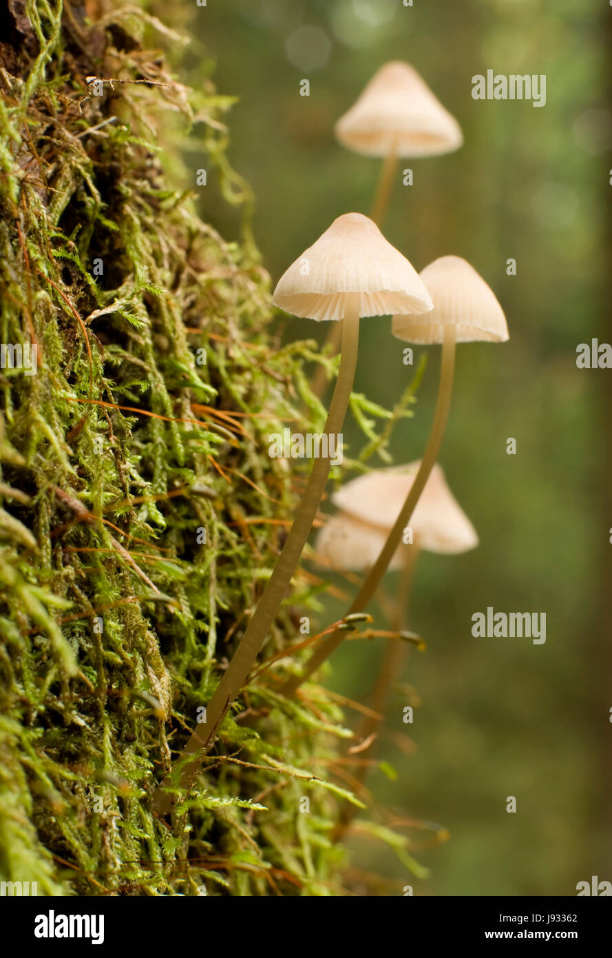 tree, moss, mushroom, fungus, nature, single, wood, ground, soil, earth ...