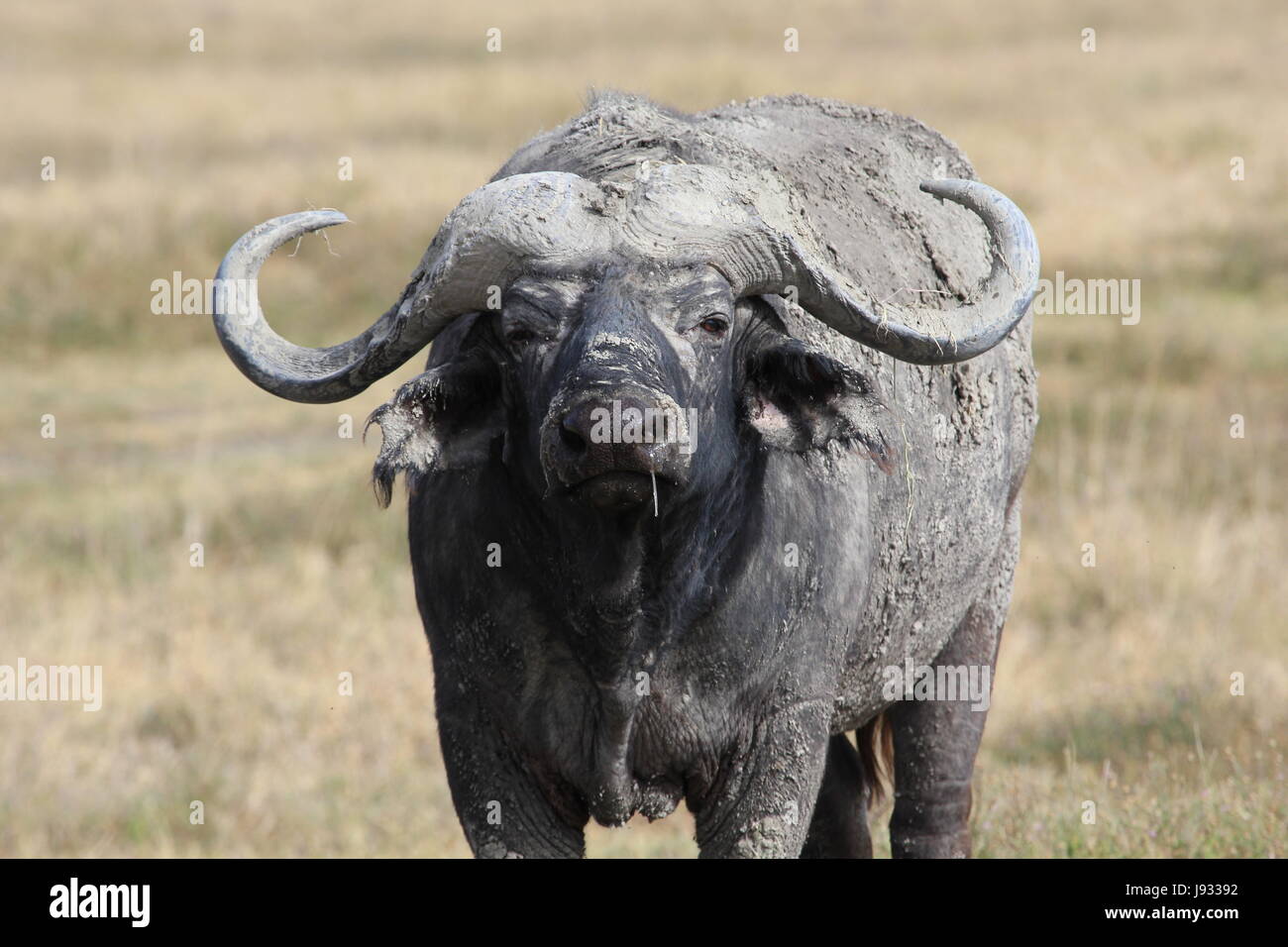 africa, wildlife, cornets, buffalo, aggressive, agressive, africa ...